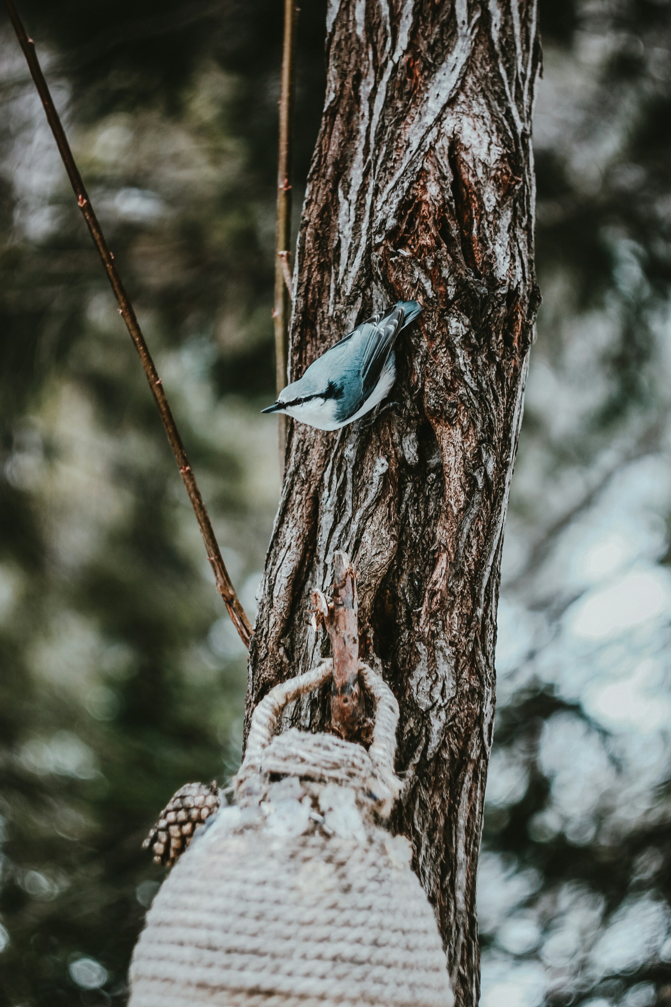 Blue-Gray Nuthatch Clinging to Weathered Bark by a Coiled Rope