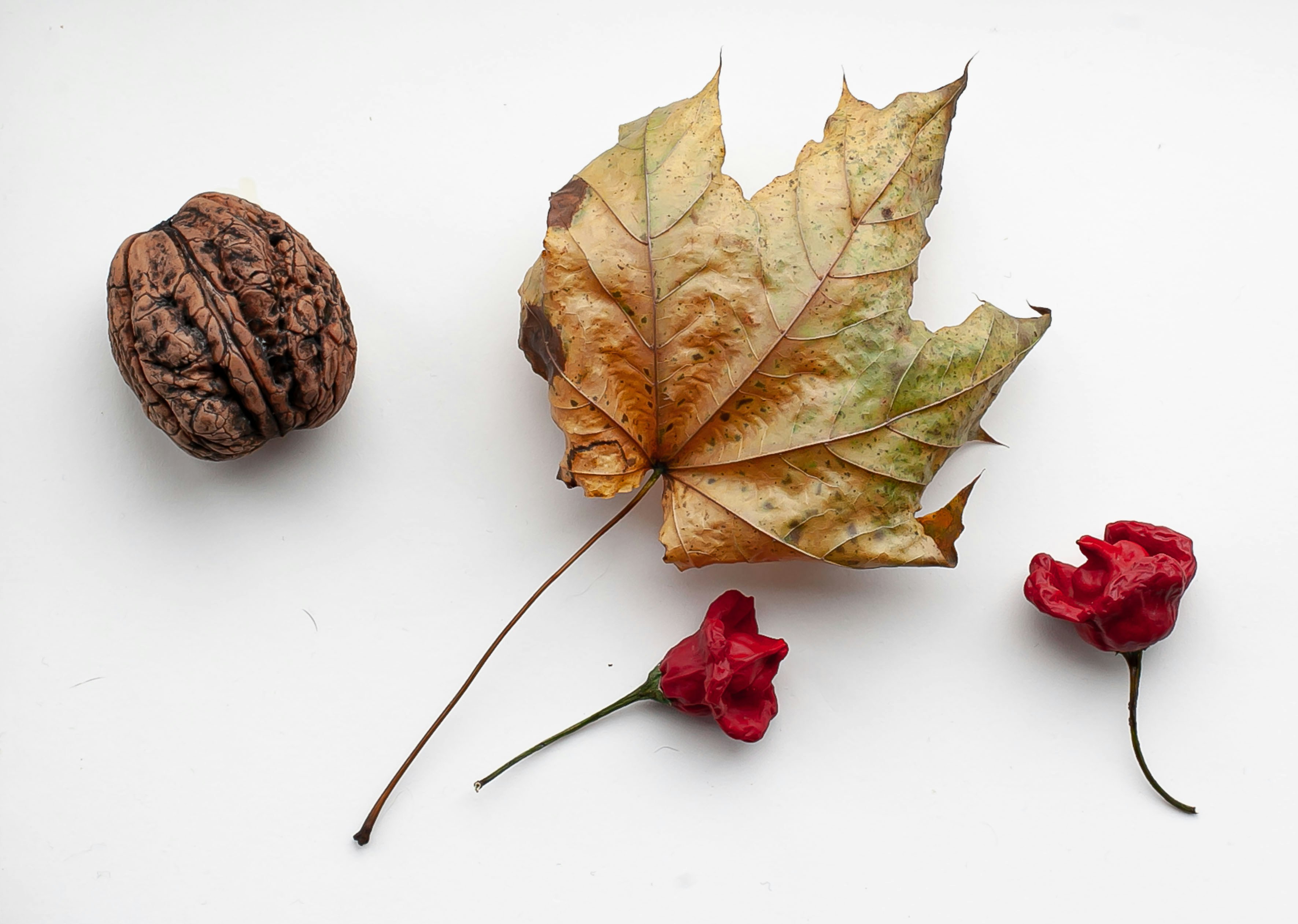 Autumn Keepsakes: A Bare Branch of Color and Texture