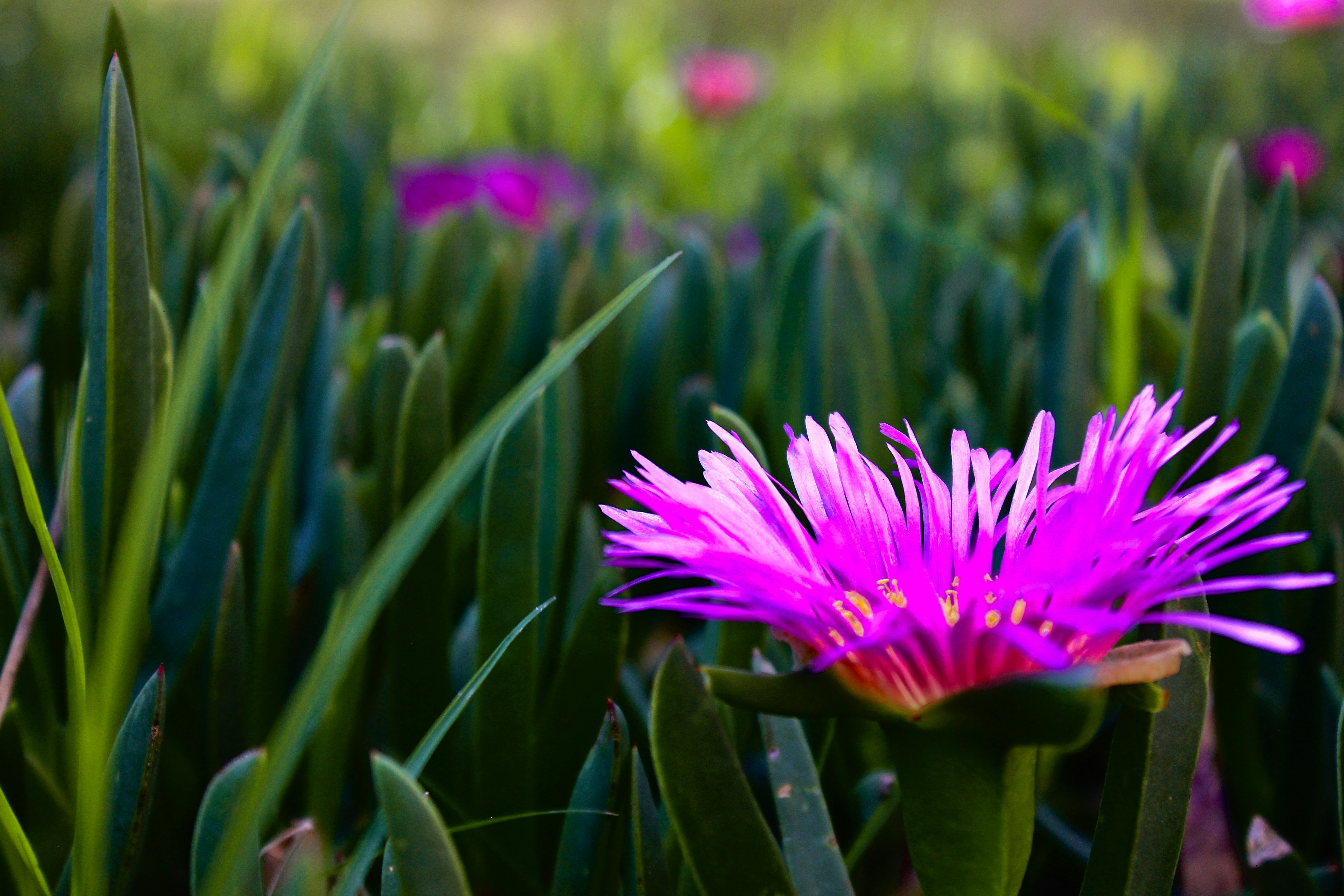 Vivid Magenta Bloom Piercing Through Emerald Bed