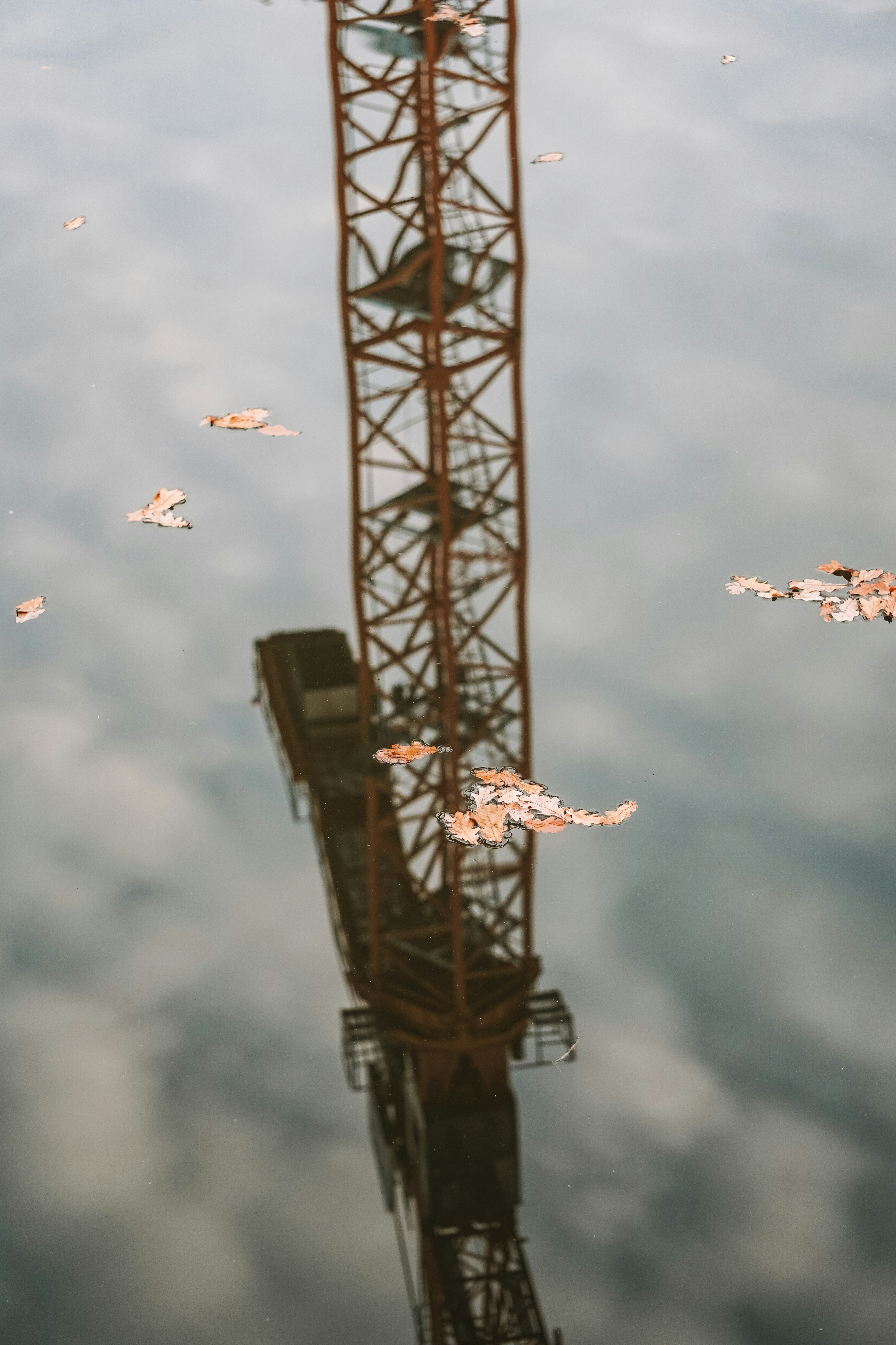 Crane in a Quiet Sky: A Tilted Reflection with Floating Petals