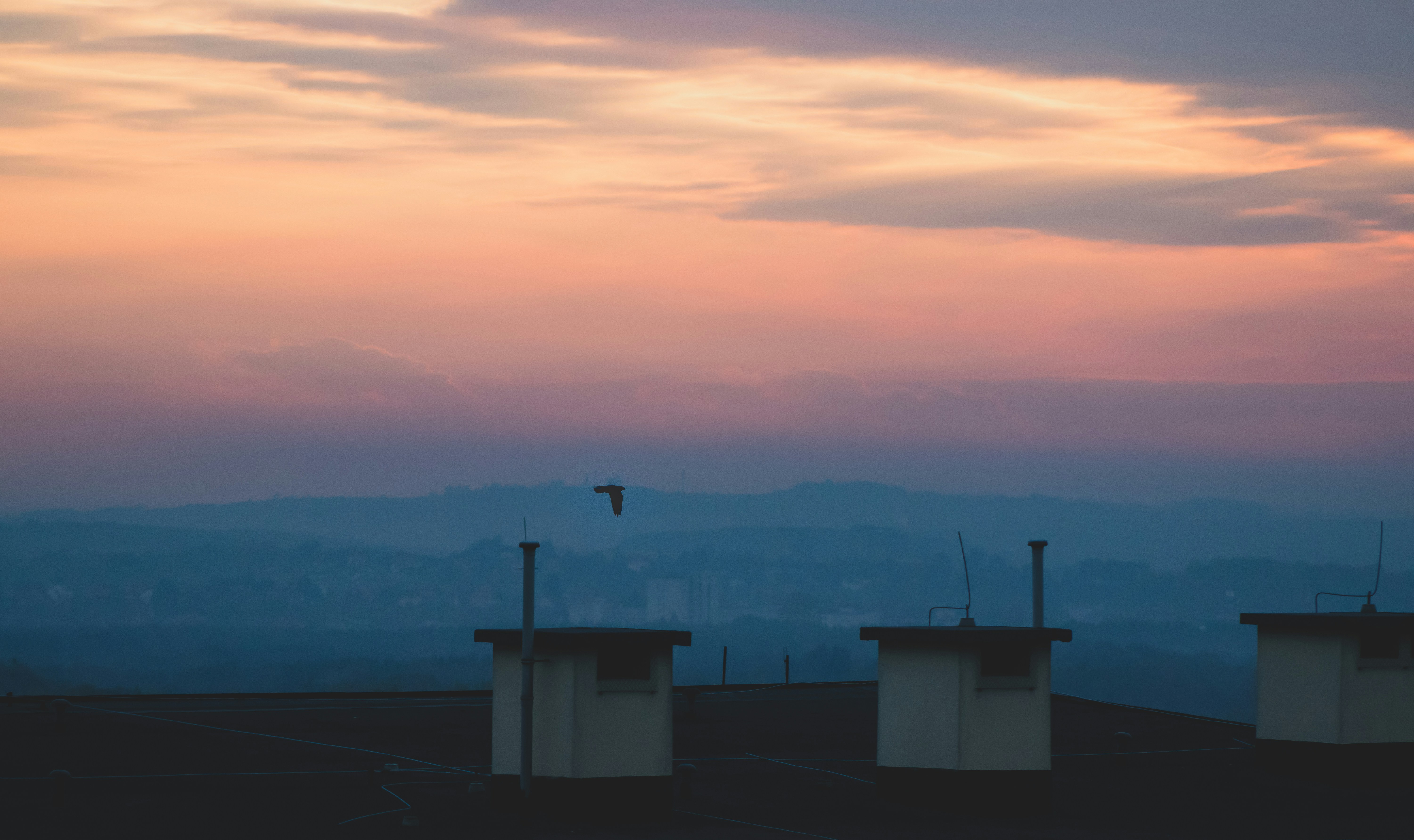 Dusk Wingbeat: A Rooftop Silhouette Framed by a Pastel Skyline