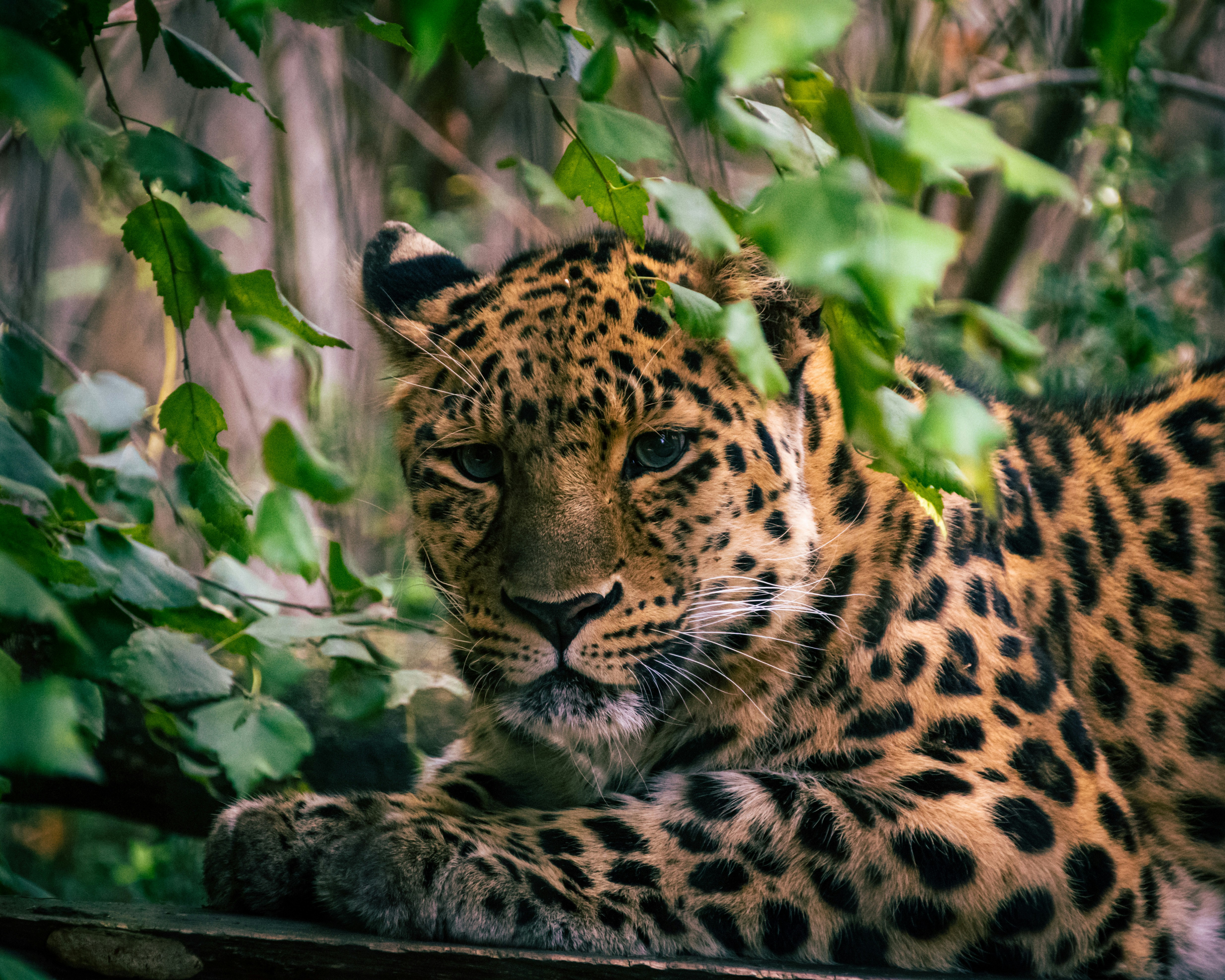 Leopard's Quiet Gaze Beneath a Leafy Veil