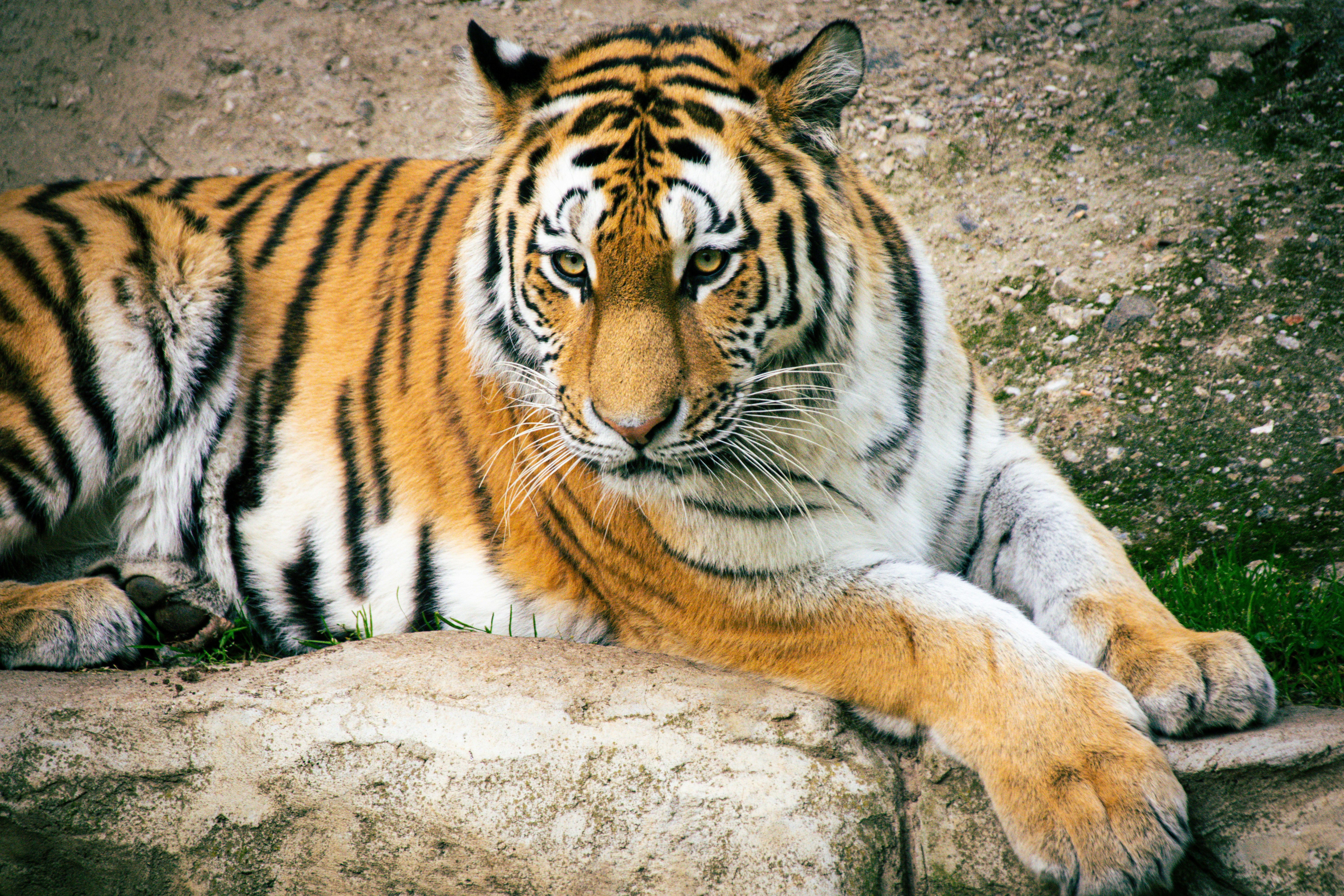Regal Stare: Tiger Resting on a Stone Ledge