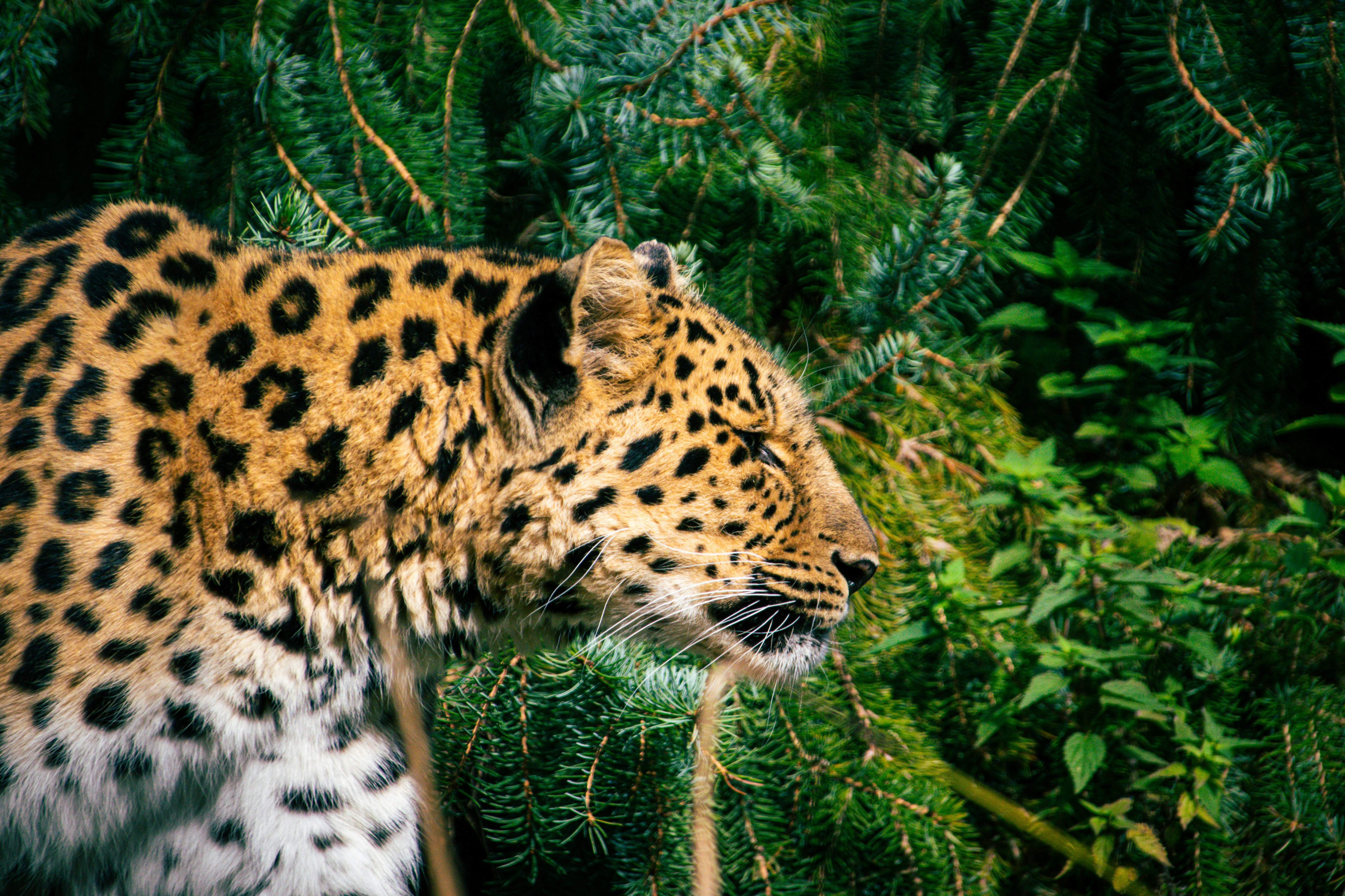 Beautiful amur leopard in Leipzig’s zoo.Chris