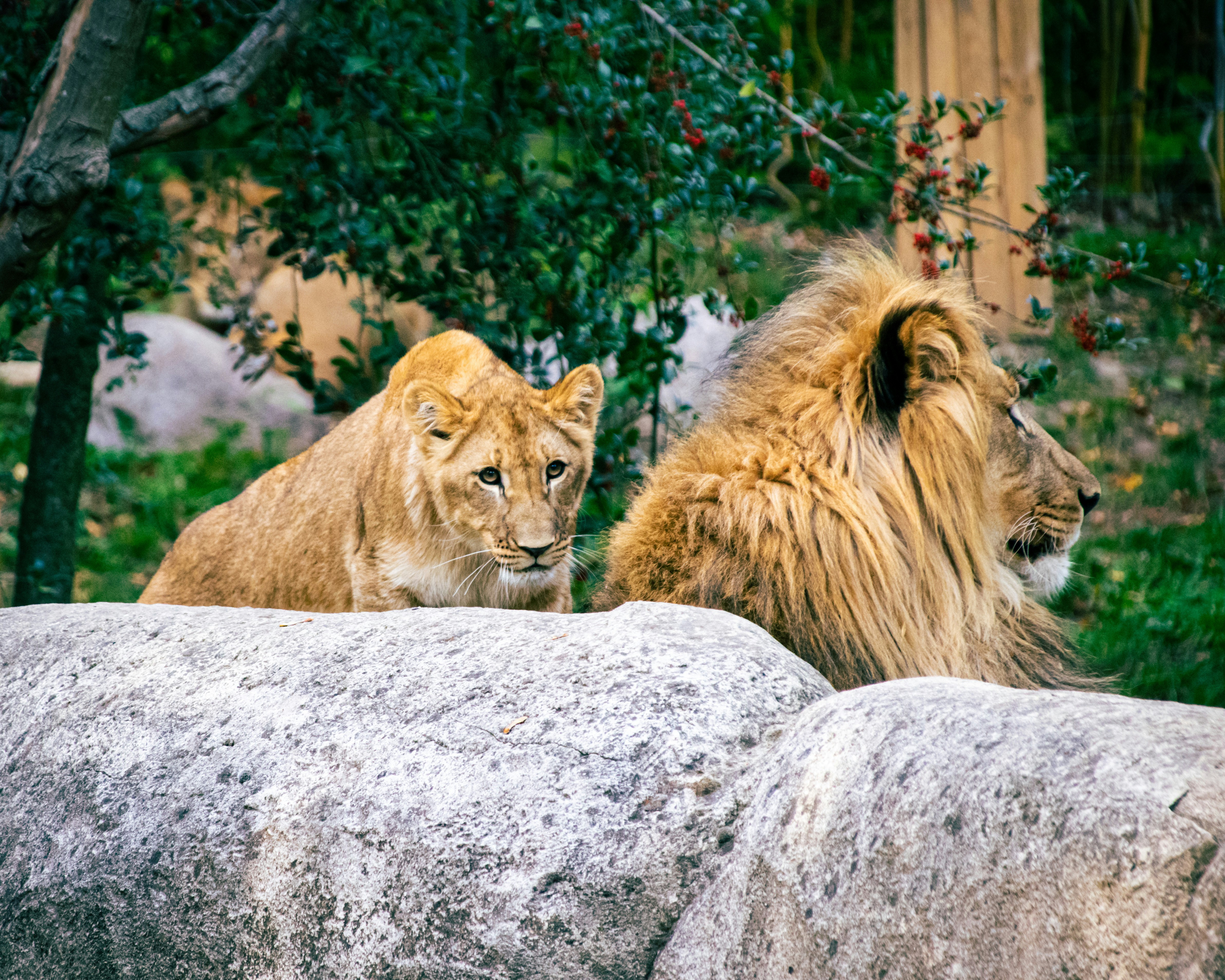 lion lying on gray rock during daytimeChris