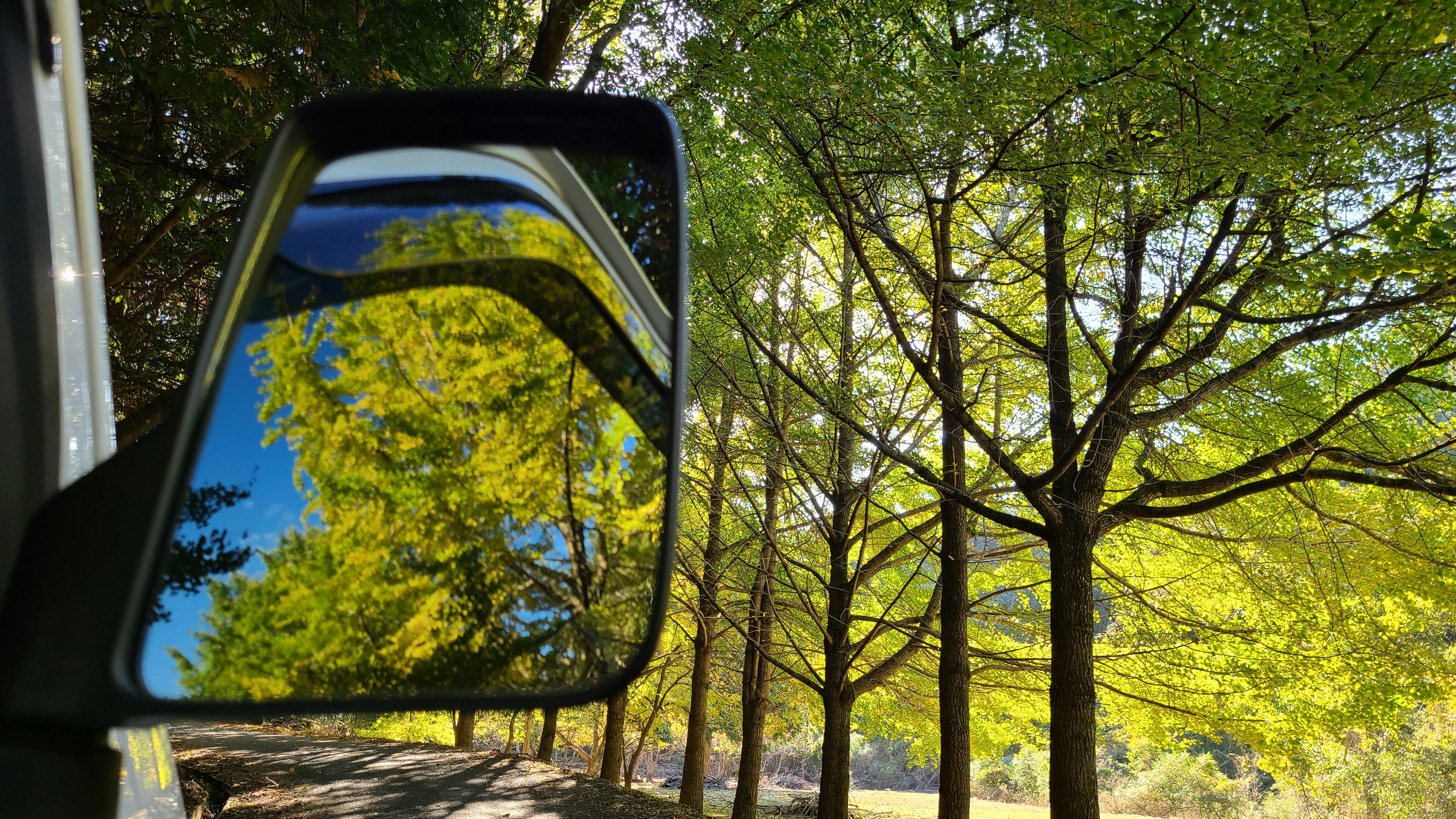Mirror Frame, Forest Light: A Window into a Parked View