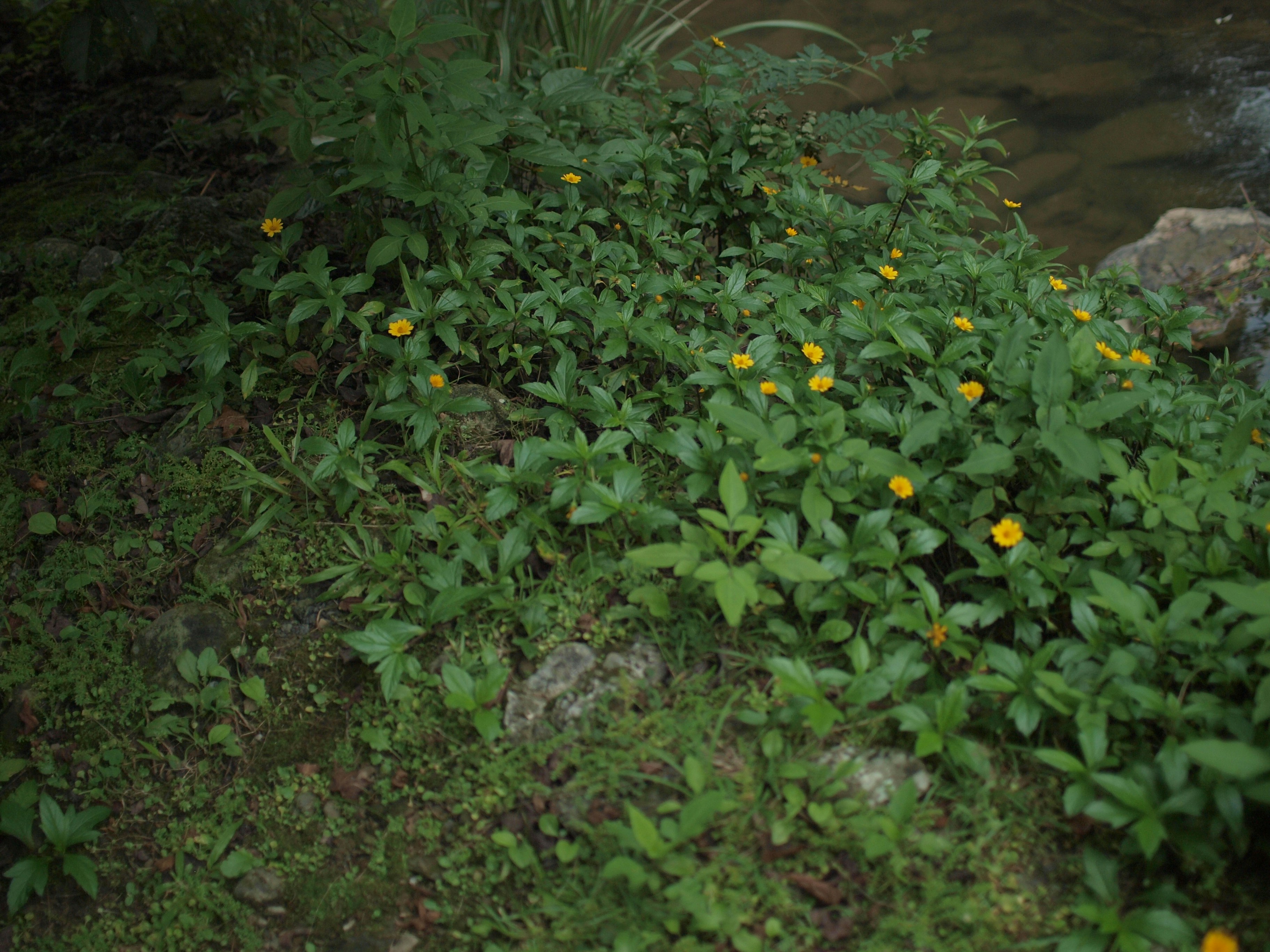 Yellow blossoms weave through mossy green undergrowth by a tranquil riverside
