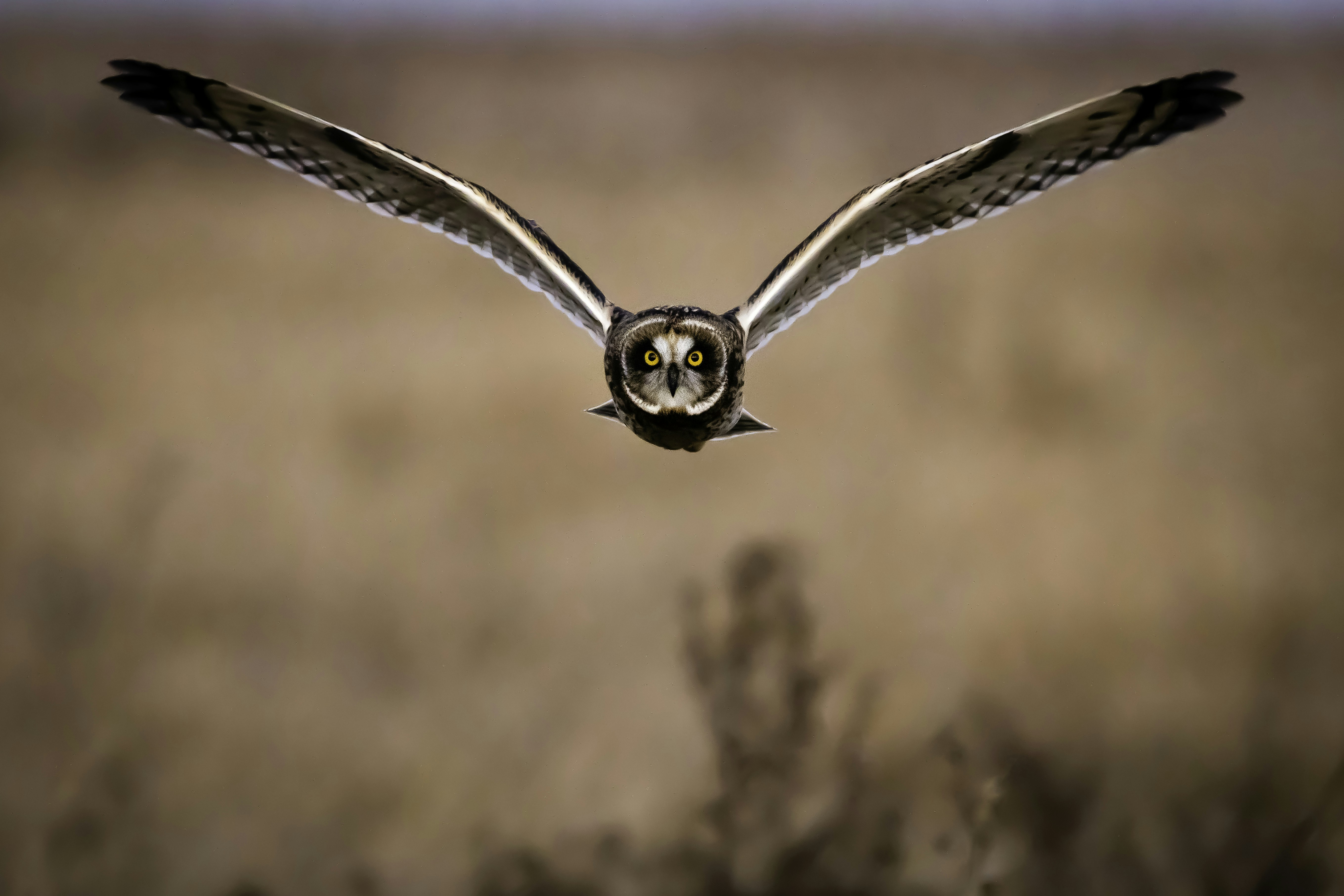 Owl Flying Pictures | Download Free Images on Unsplash