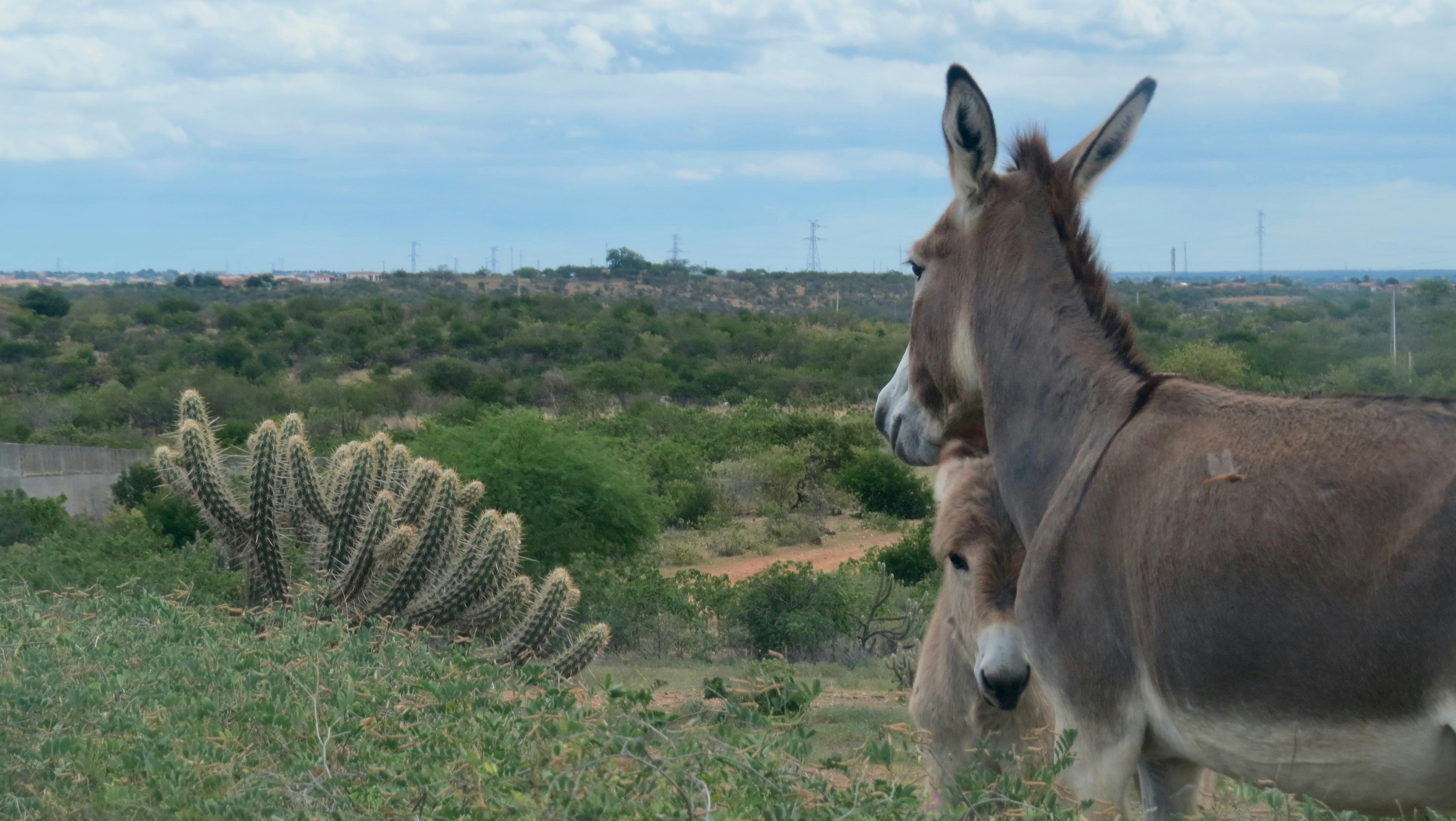 Two donkeys stand on a grassy hill overlooking a vast desert landscape with cacti and cloudy skies.