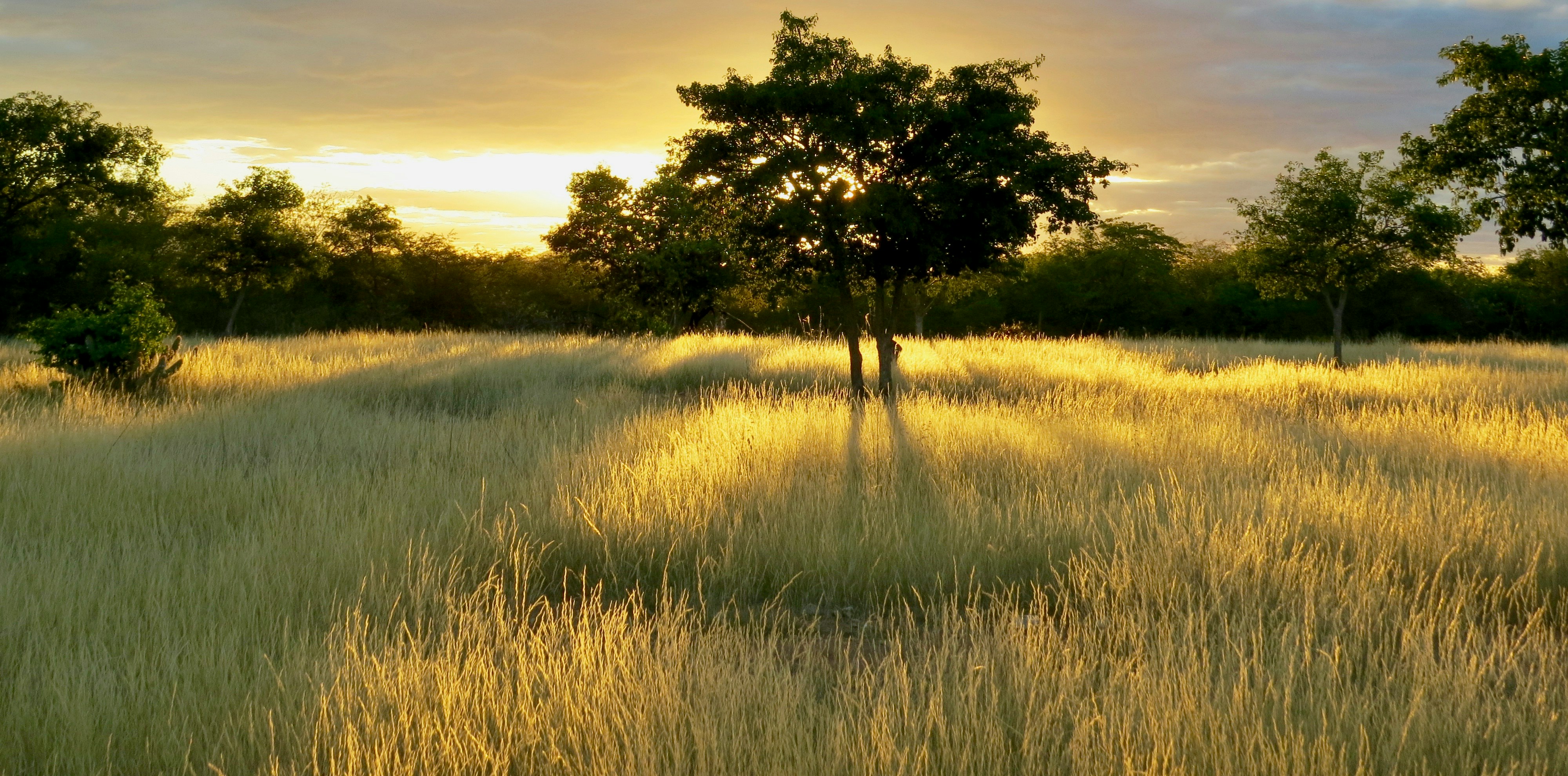Lone Tree Amid a Sea of Golden Grass at Golden Hour