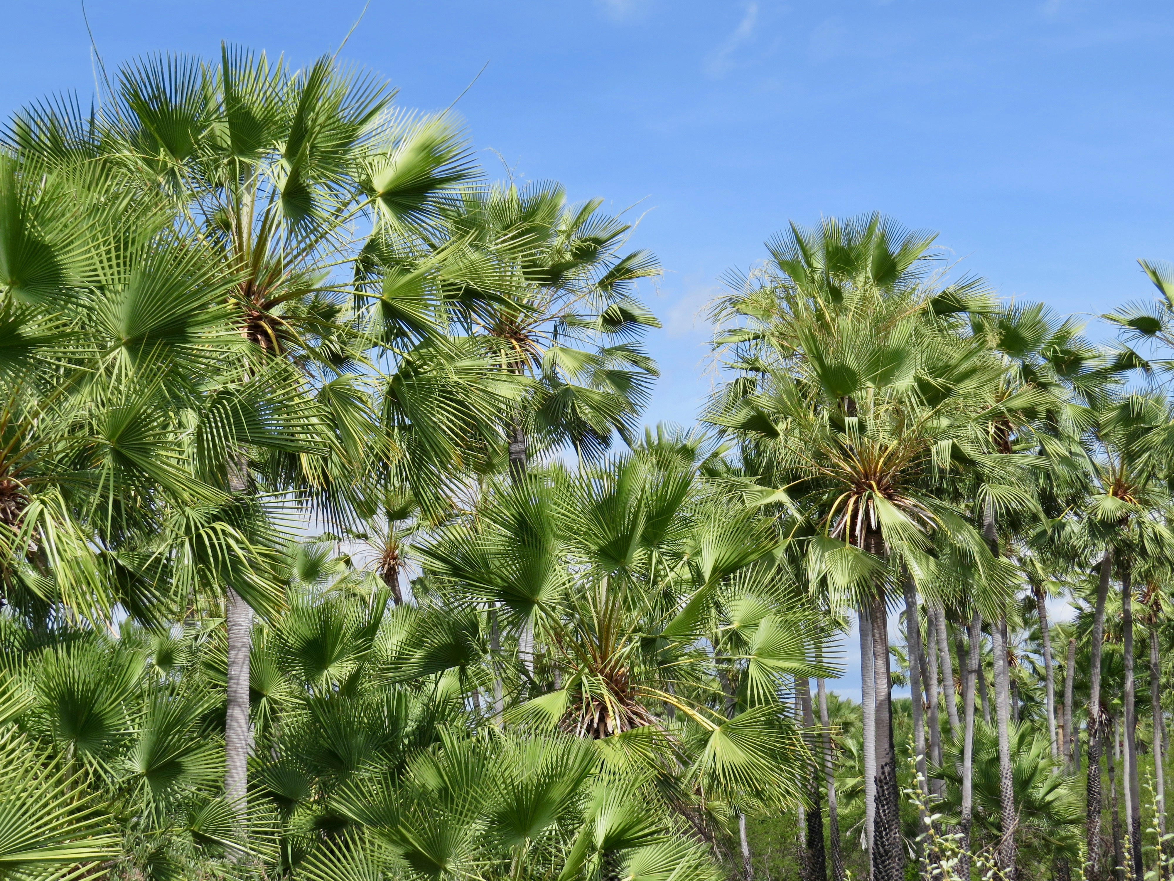 A row of fan palm trees against a clear blue sky, suggesting a tropical coastal promenade. The dense fronds and slender trunks line a path.