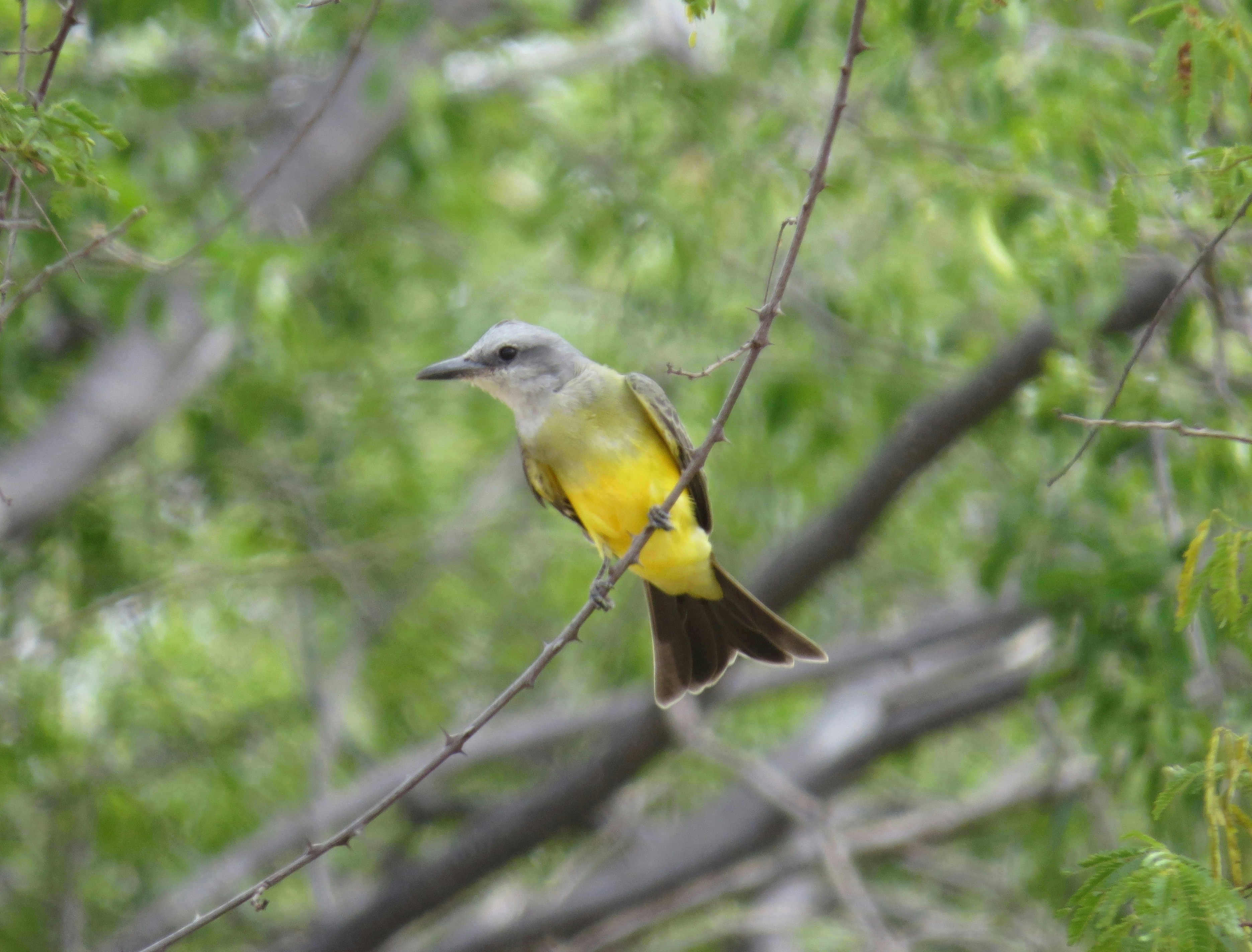 Yellow-bellied bird perched on a branch amidst lush greenery.