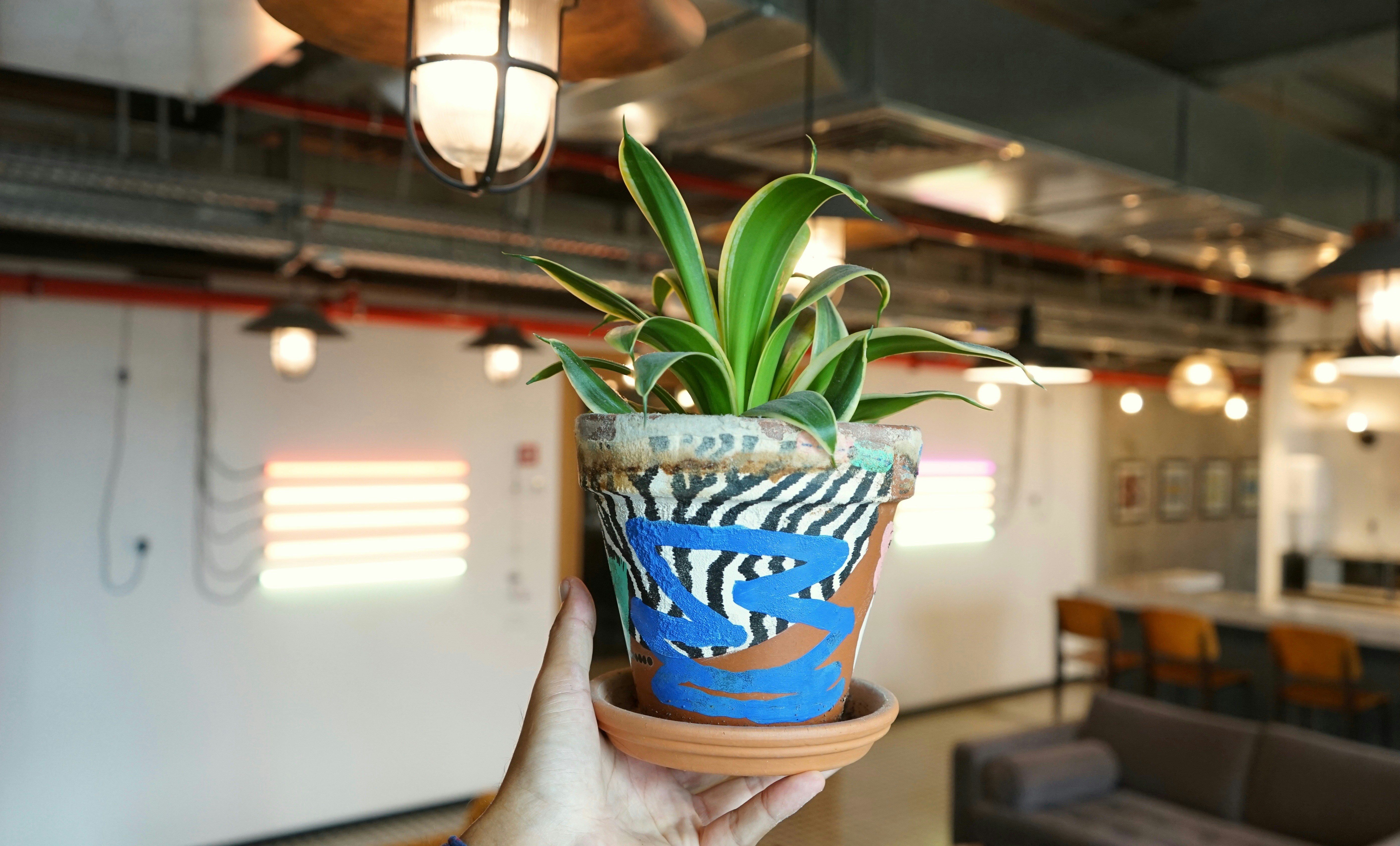 Hand-Held Plant in a Blue Zebra Pot Amid Warm Café Glow
