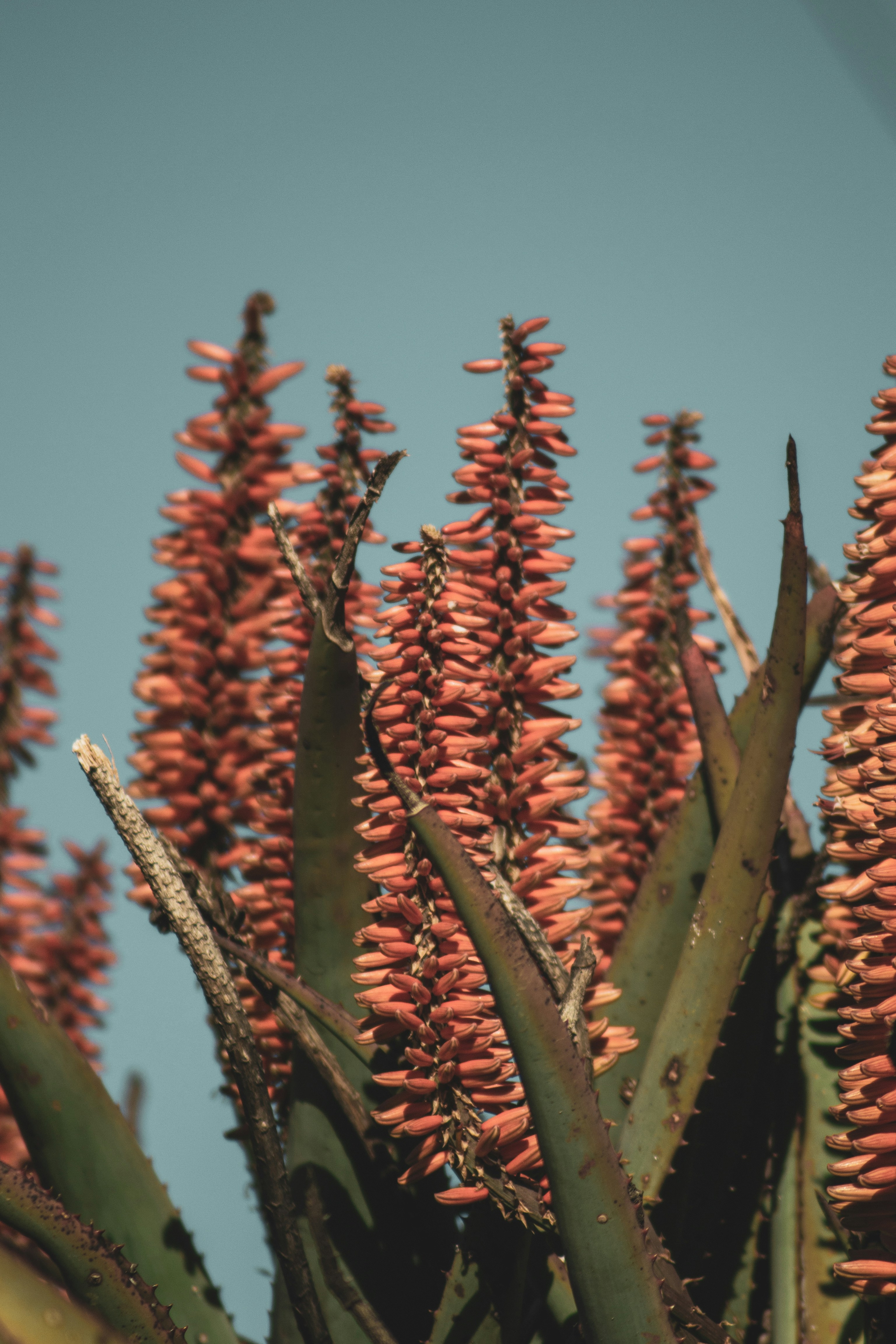 Desert Bloom: Crimson Inflorescences Reaching Toward a Clear Sky