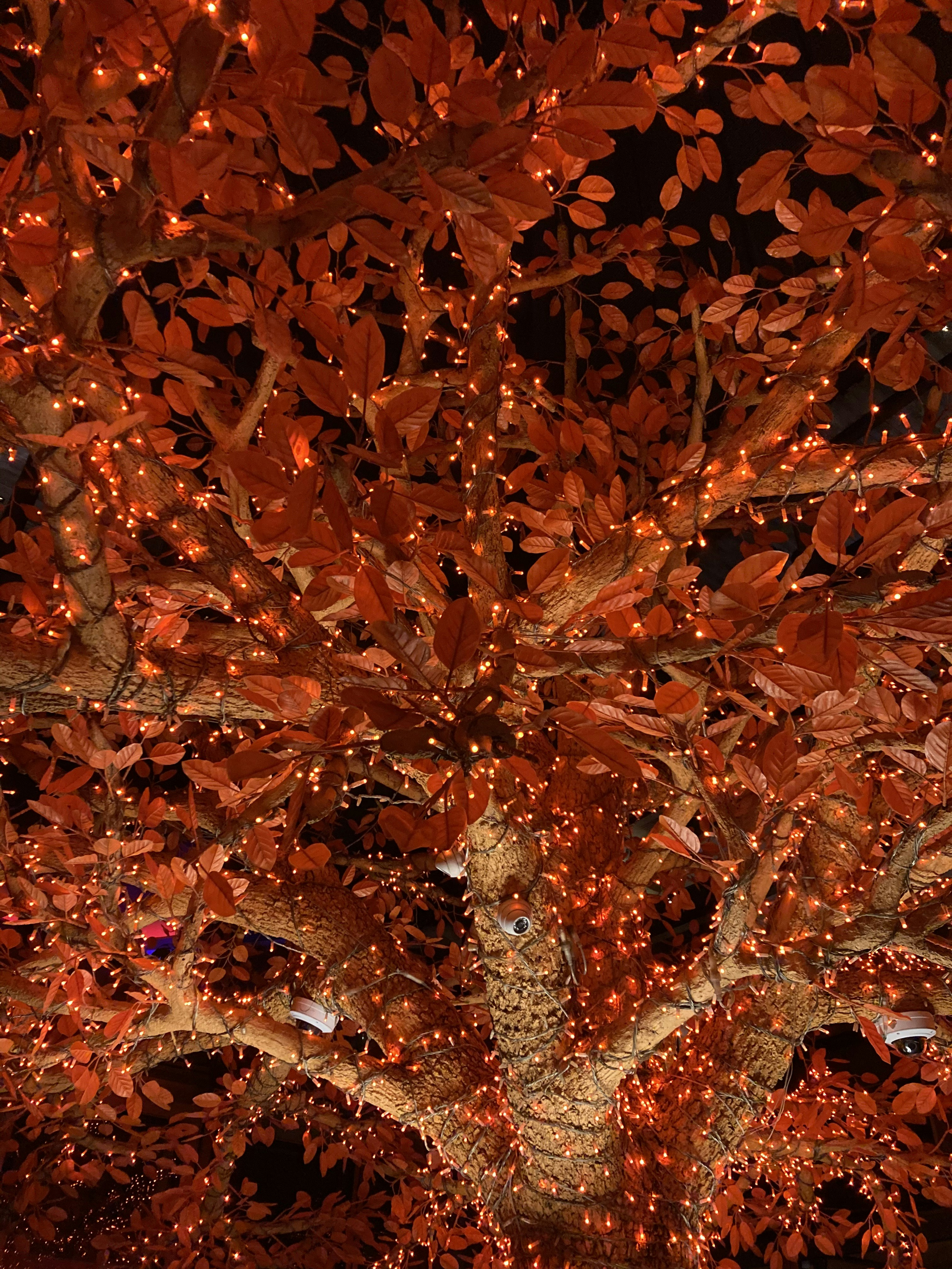 Red and blue string lights photo – Free Plant Image on Unsplash