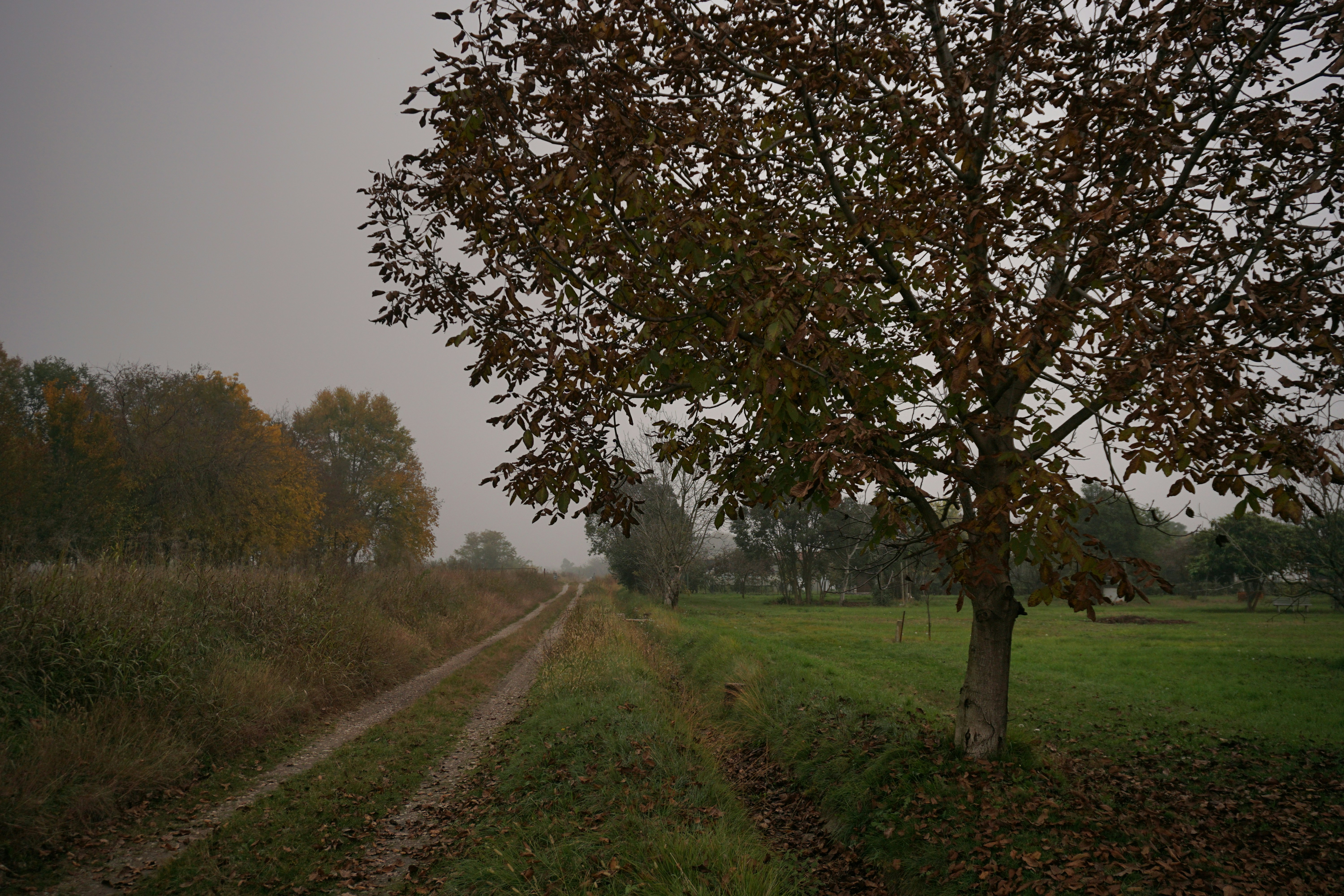 A tranquil dirt path flanked by trees showcasing autumn foliage under a misty sky.