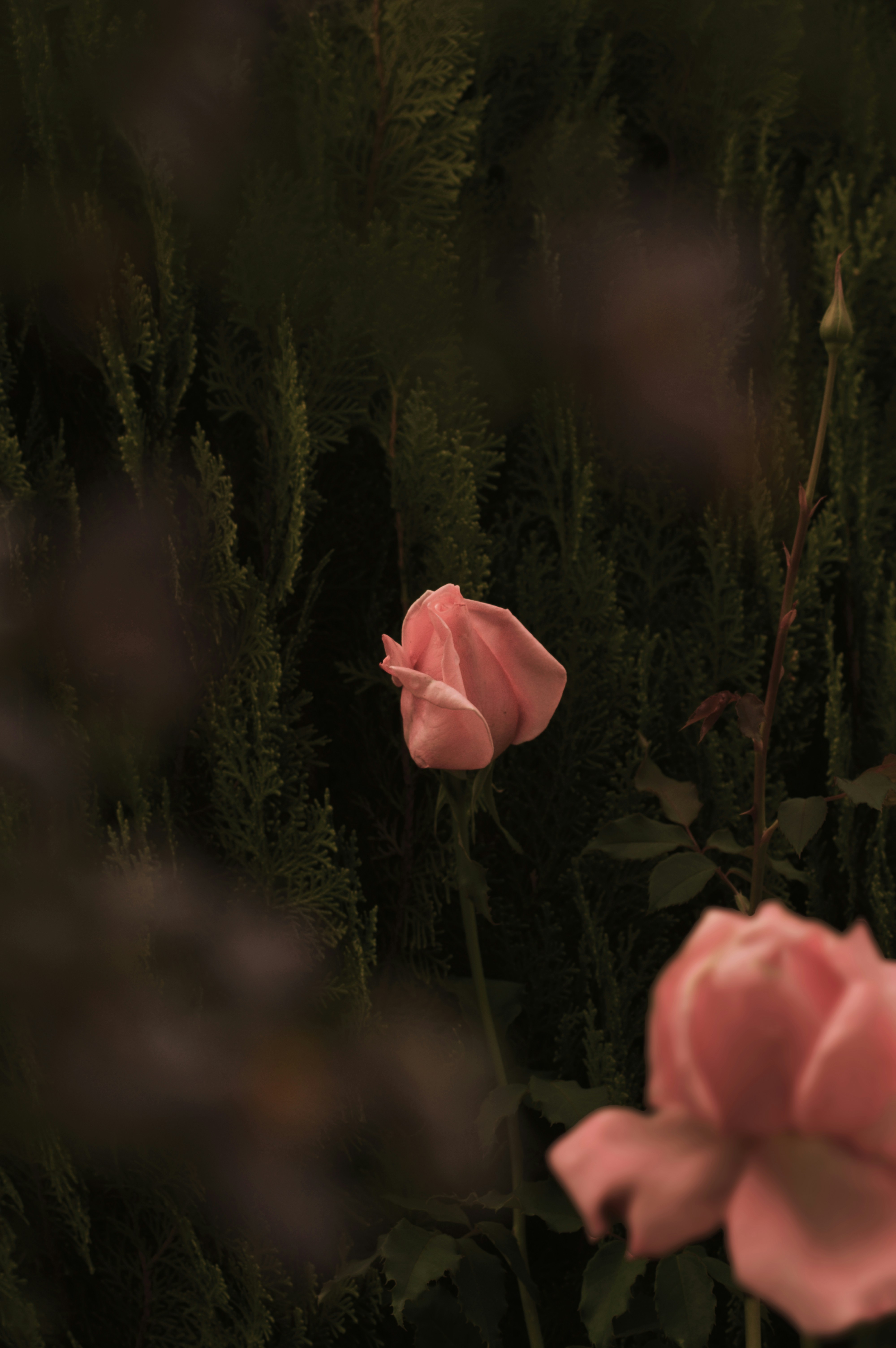 Pink Rose Photography Tumblr