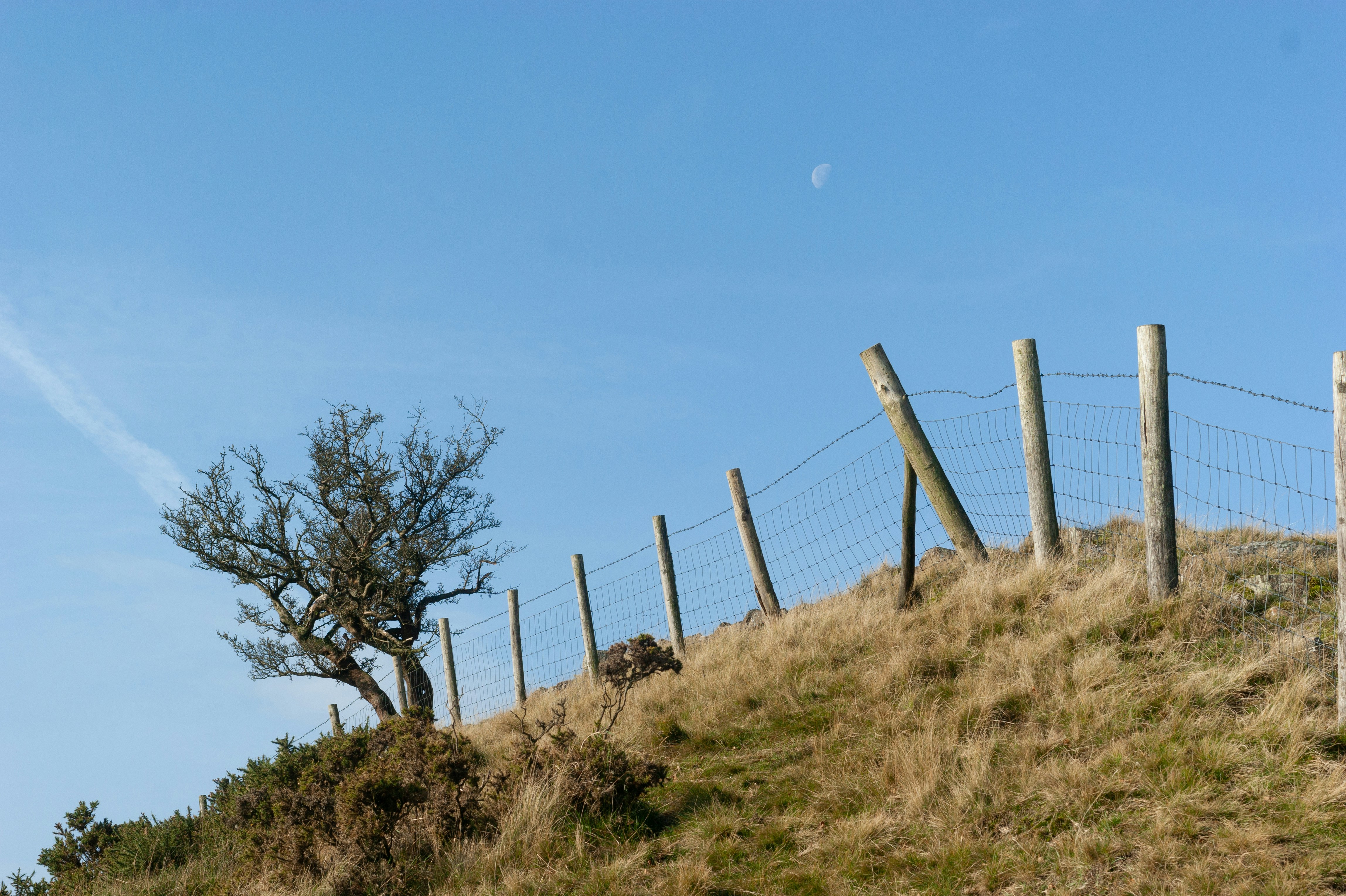 A solitary tree stands beside a rustic fence on a grassy hillside, with a crescent moon visible in the clear blue sky.