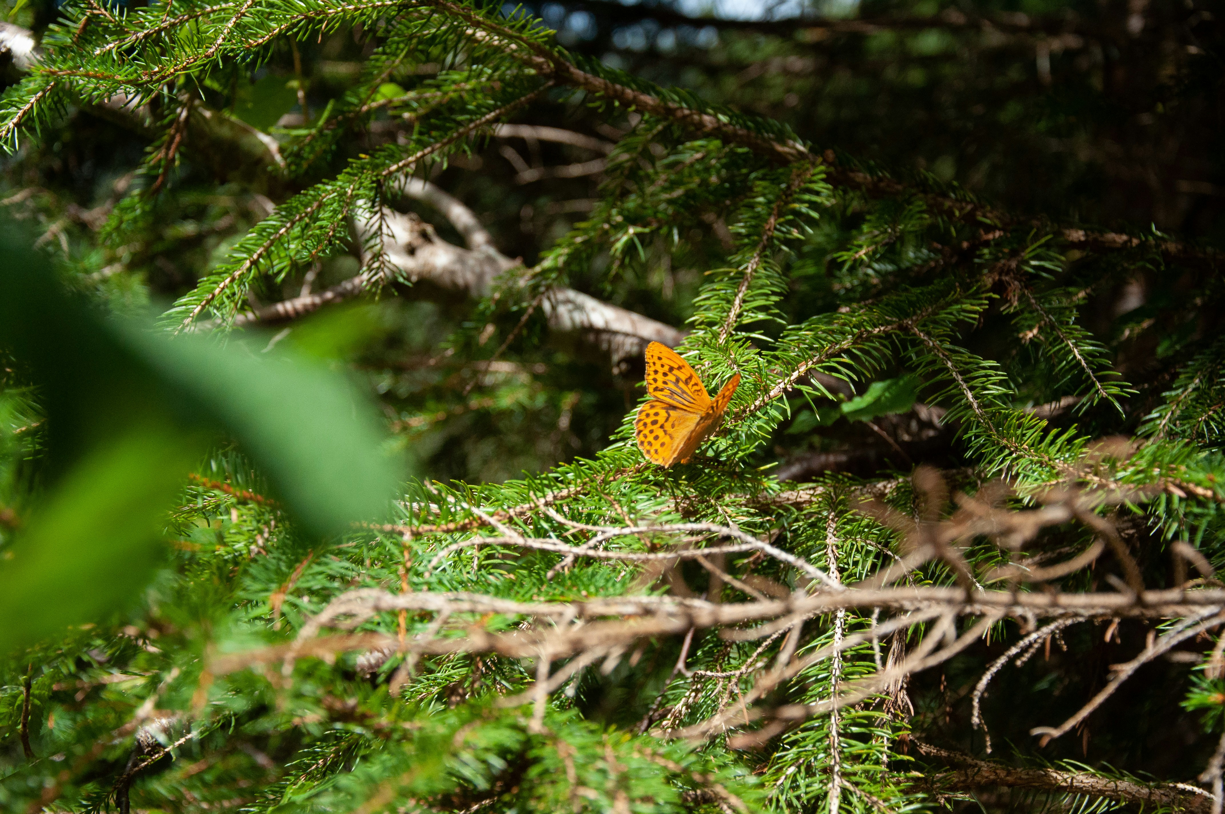 brown leaf on brown tree branch