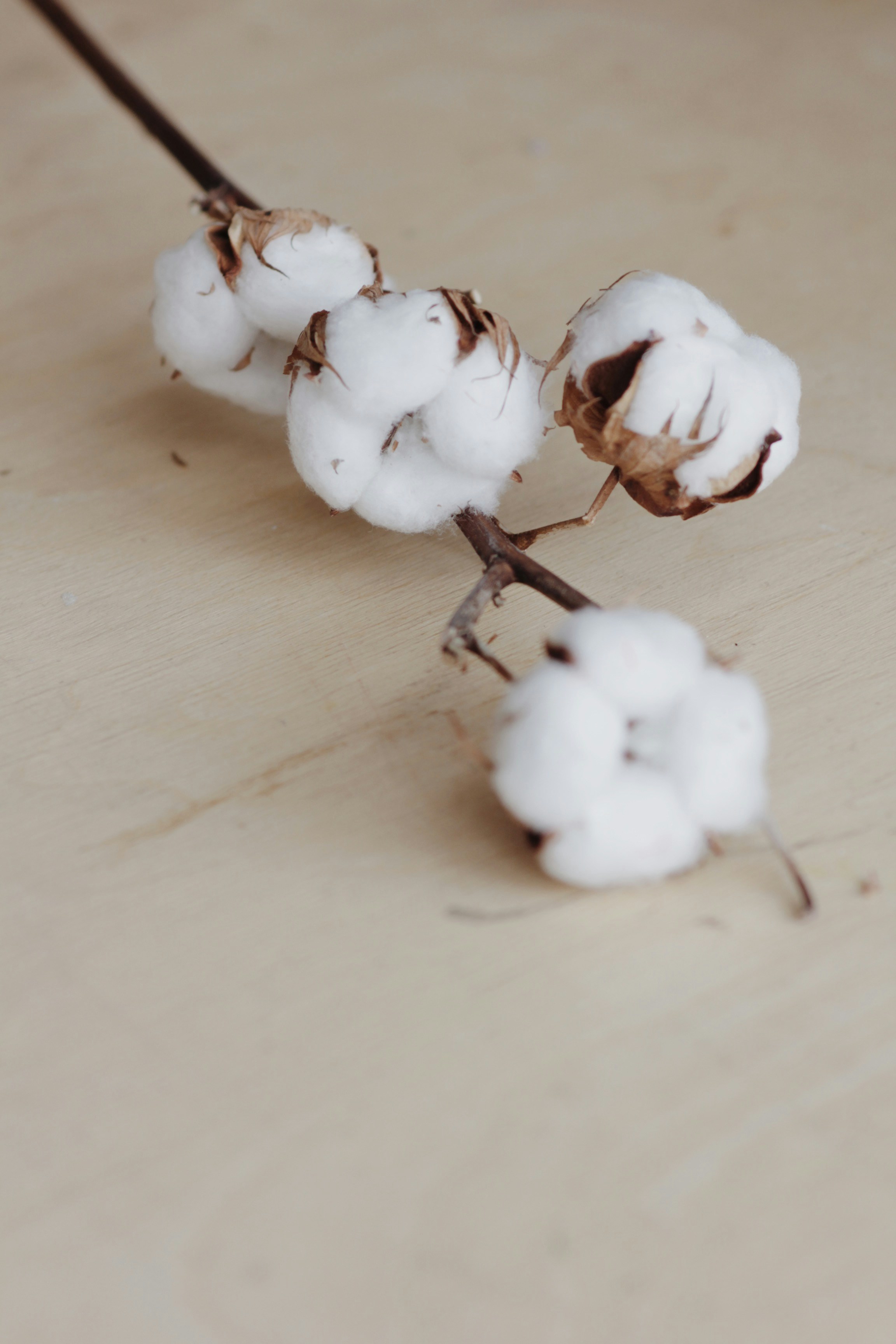 Organic Cotton Pictures | Download Free Images on Unsplash