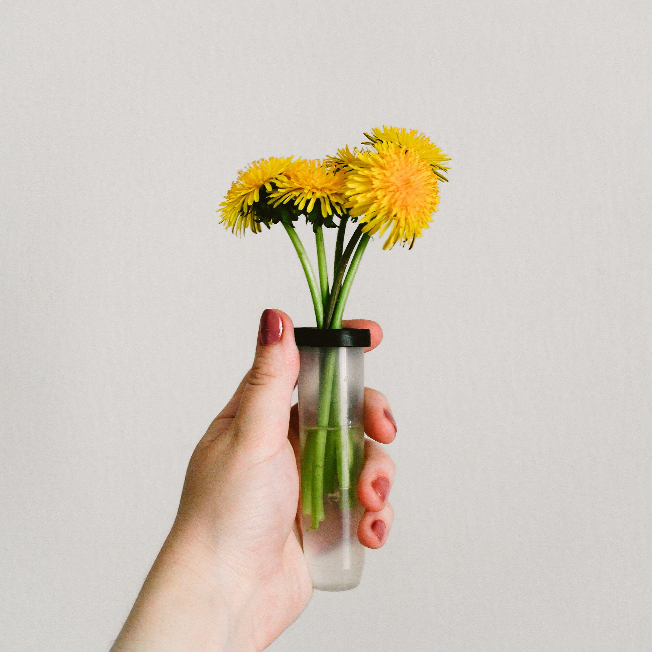 A hand holding a test tube vase filled with bright yellow dandelions against a soft, neutral background.