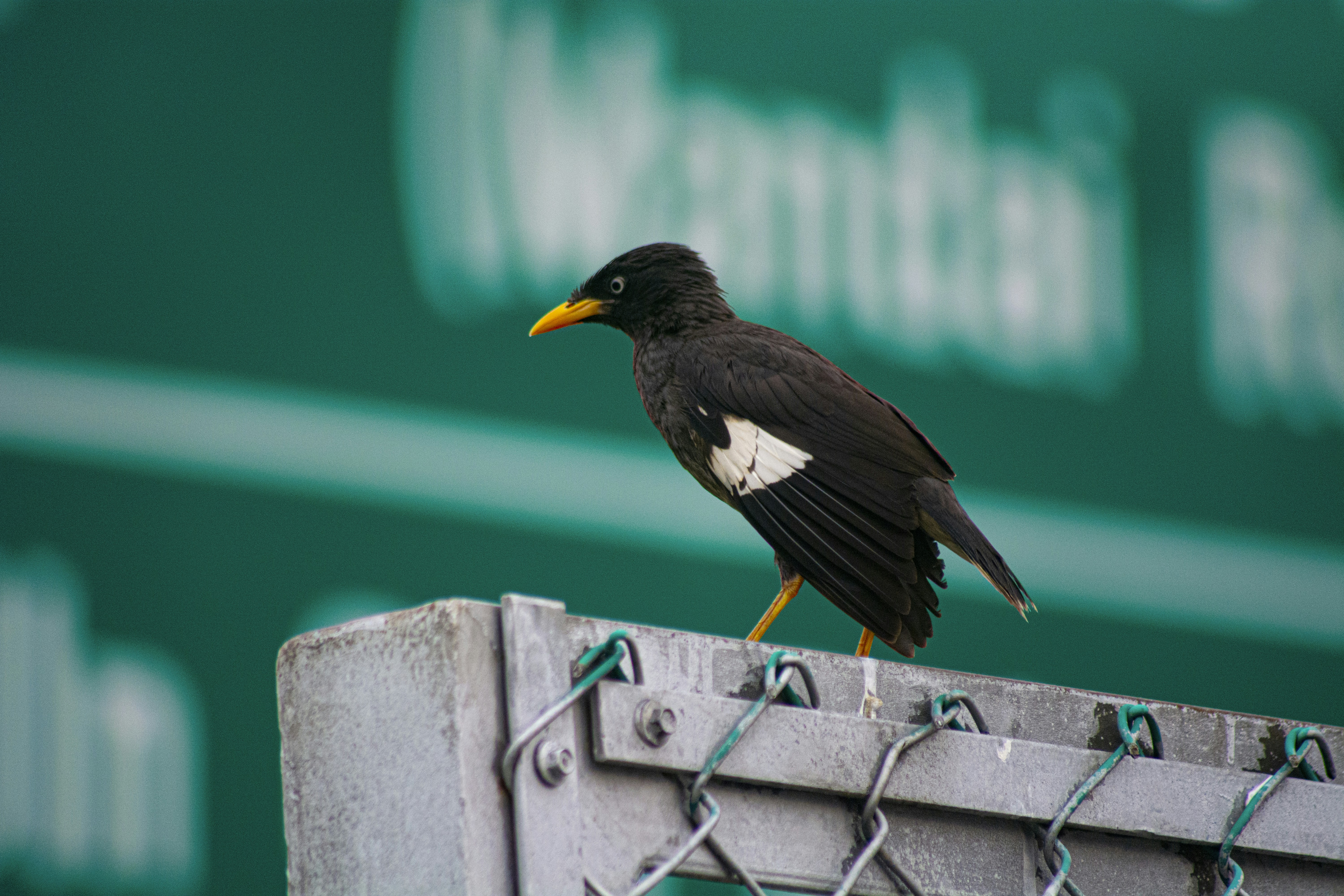 Steel Perch: Blackbird with an Orange Beak on a Weathered Fence