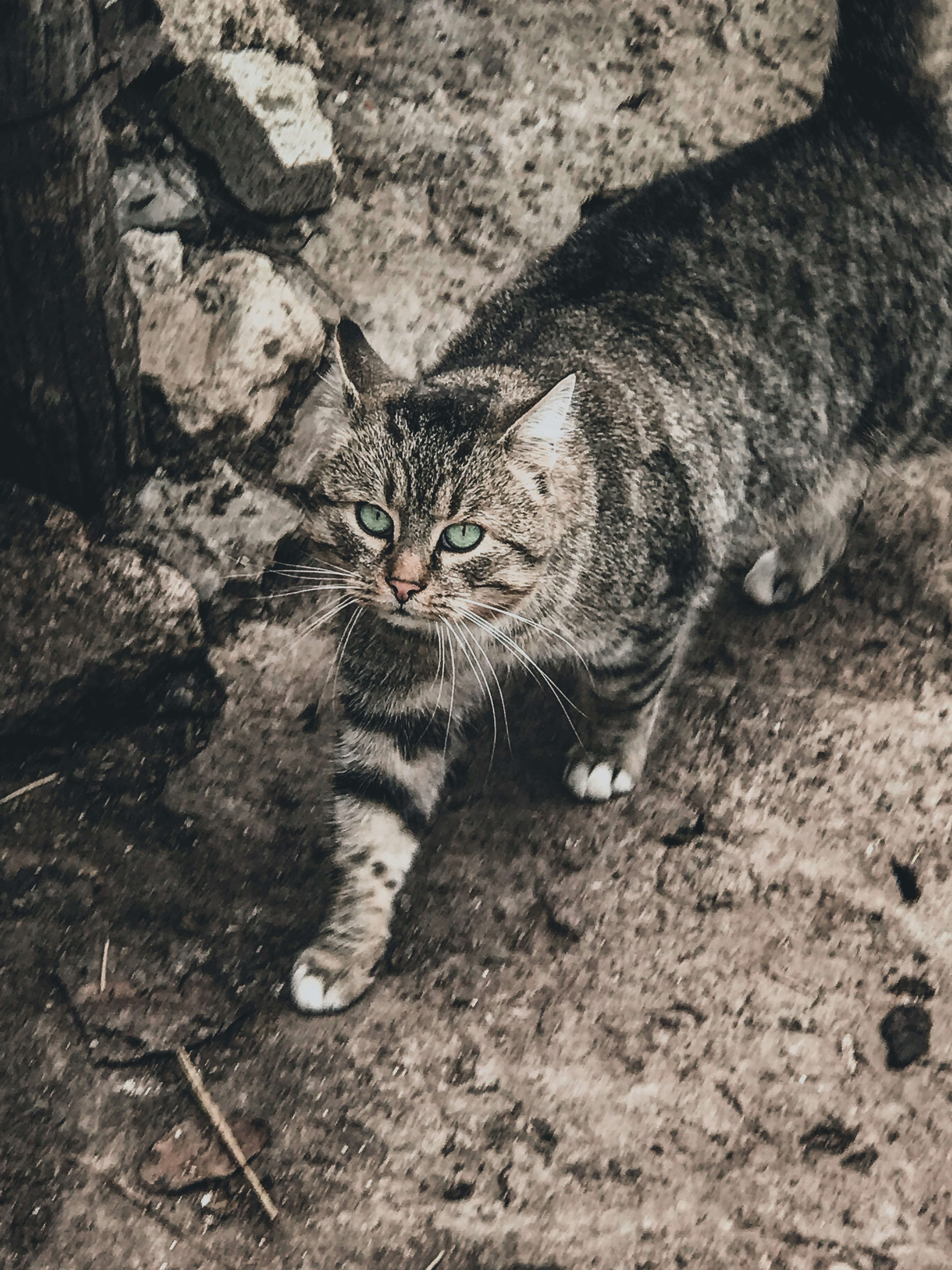 #cat #mîță

IG: @fotoman_24 | brown tabby cat on brown soil
