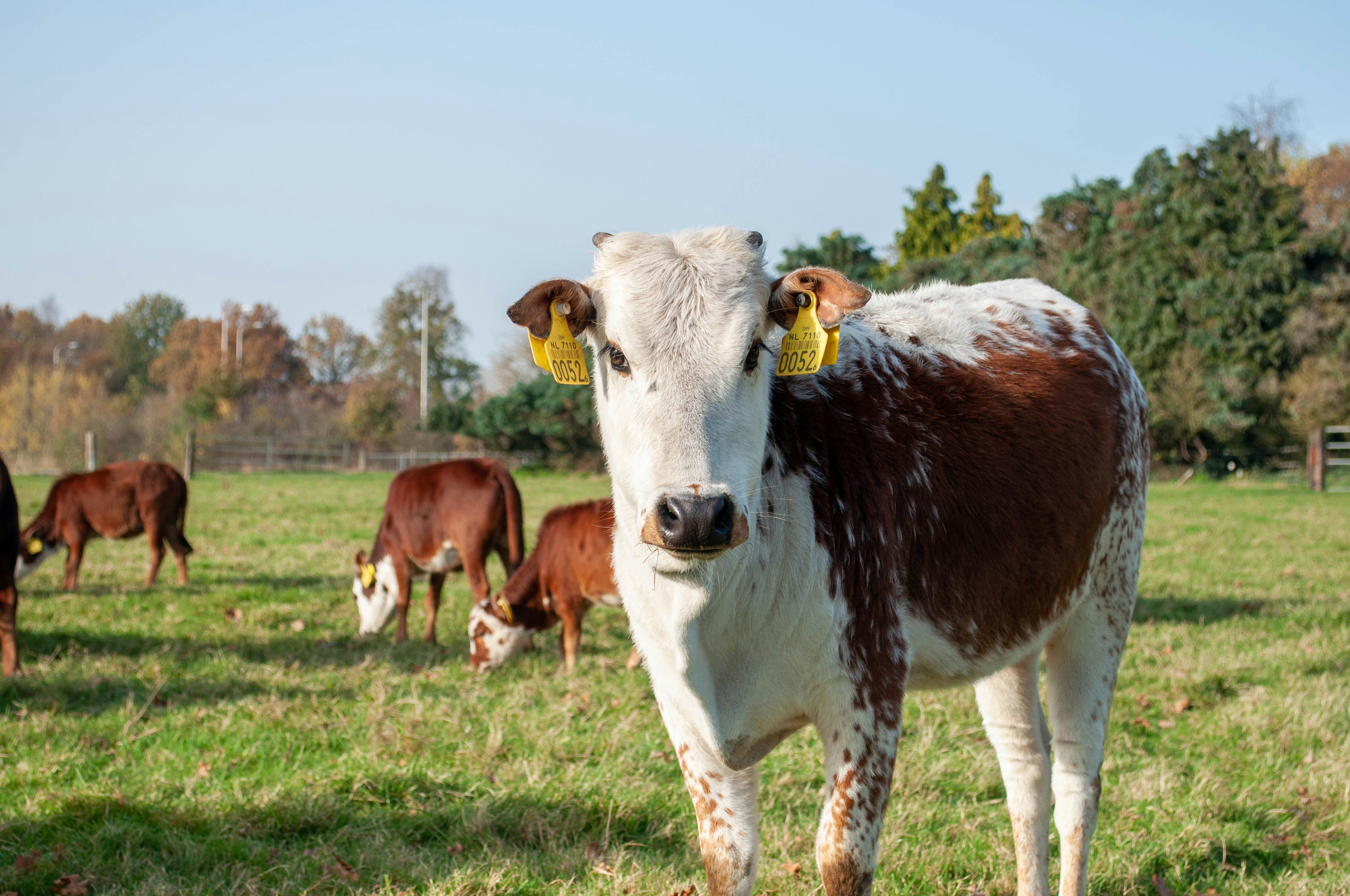 A brown and white cow standing on top of a lush green field photo ...