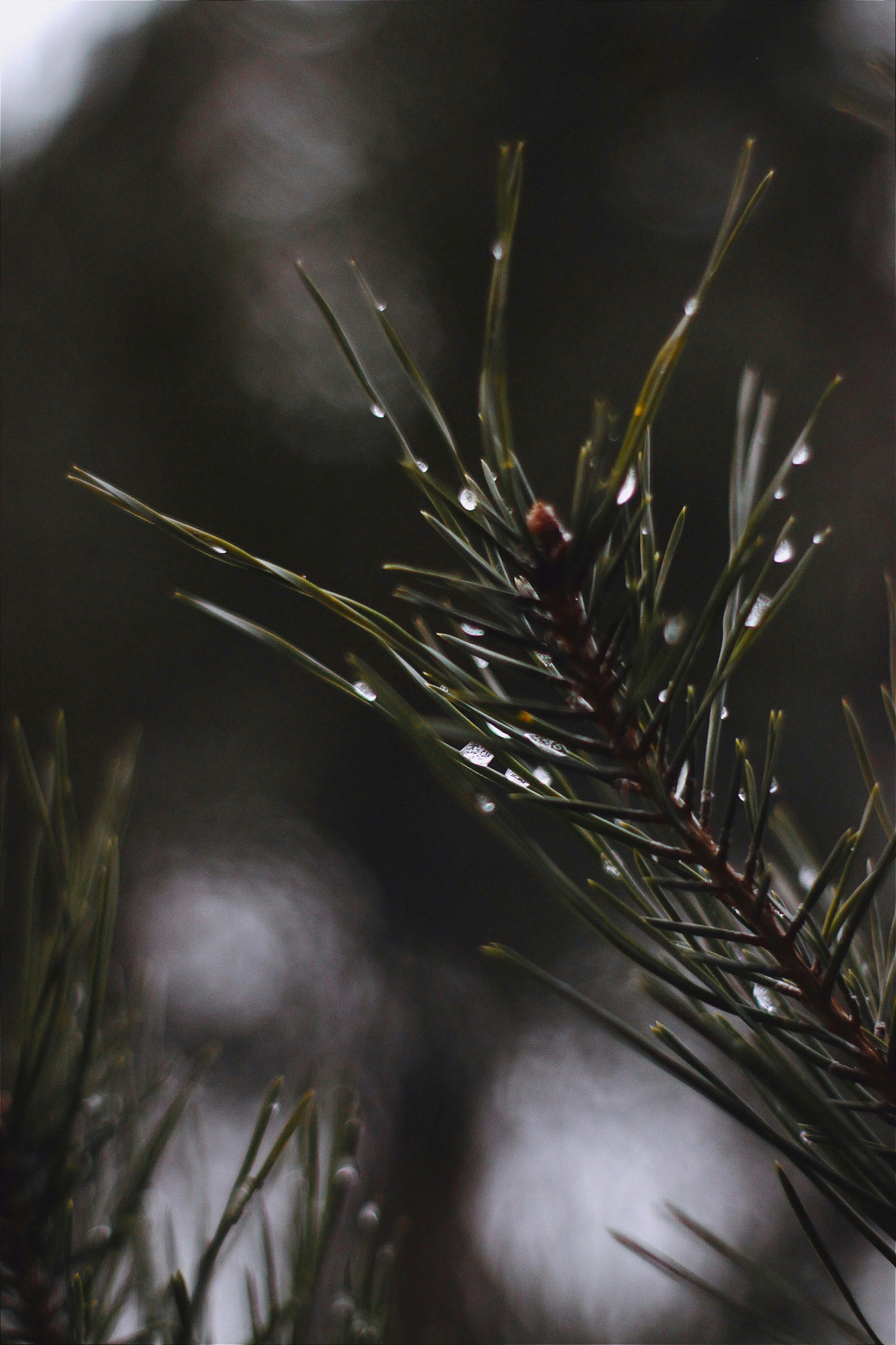 Dew-Lace on Pine: A Macro Study of Quiet Winter Light