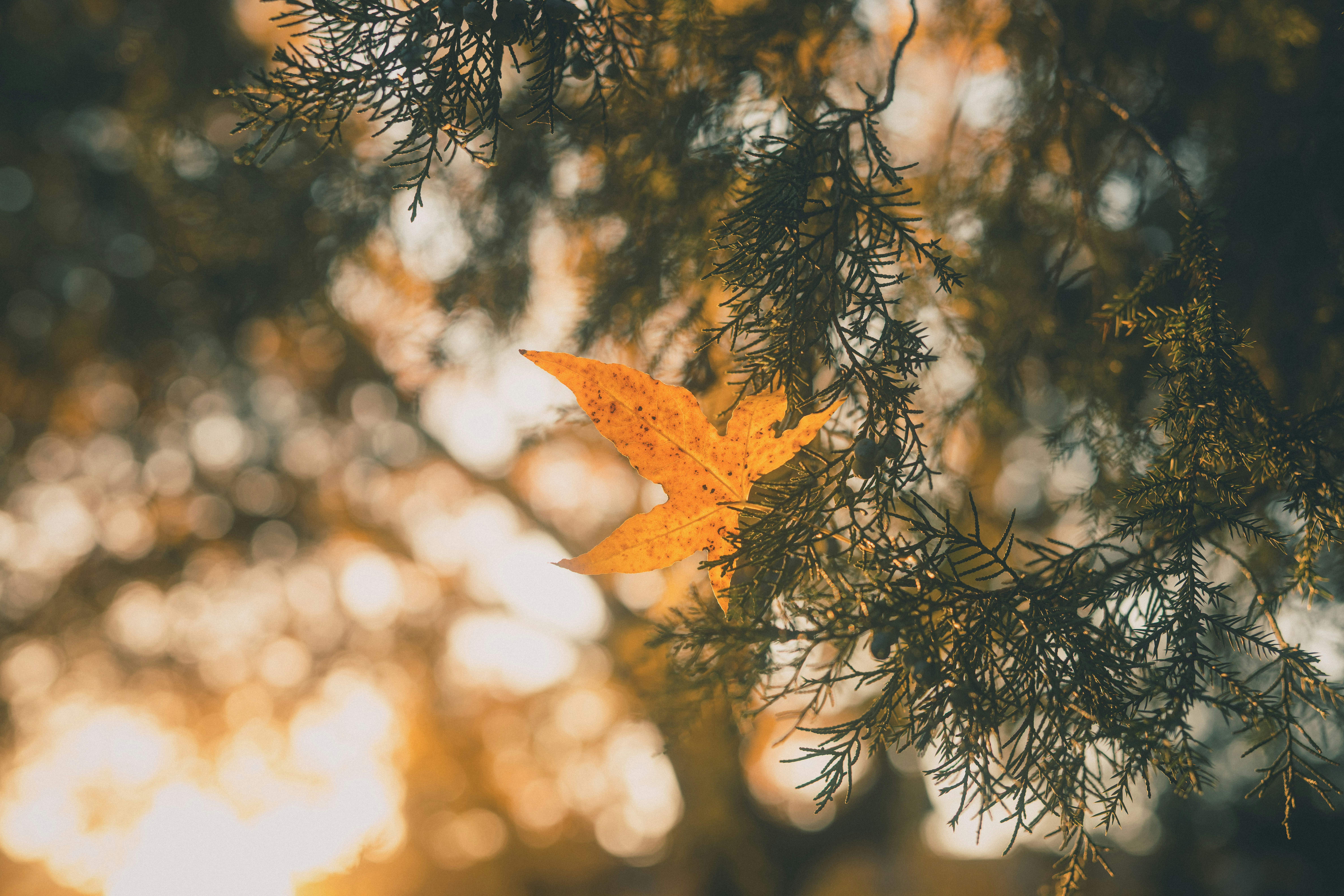 Brown maple leaf on green tree photo – Free Beijing Image on Unsplash