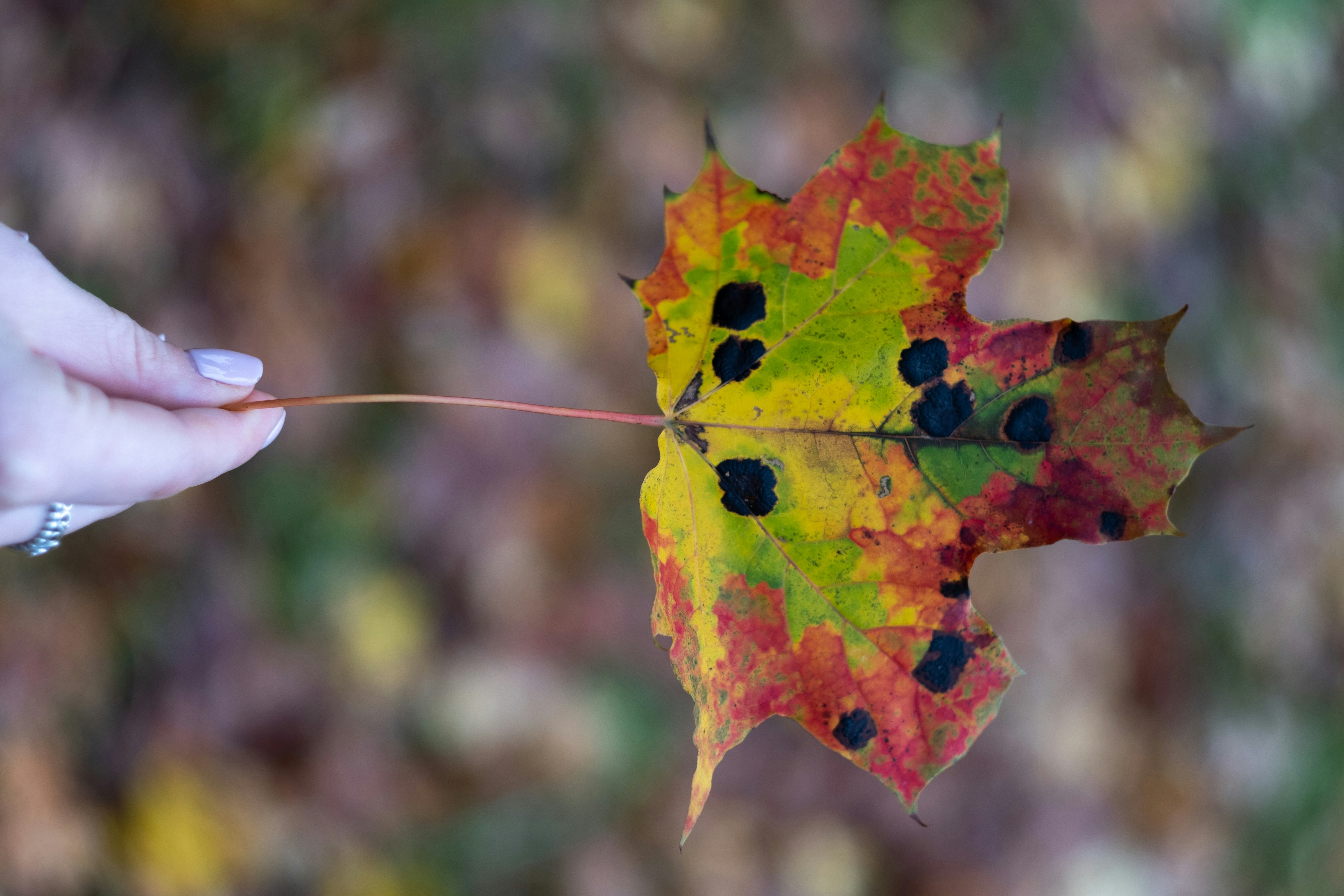 Vivid Autumn Leaf Held by a Delicate Stem