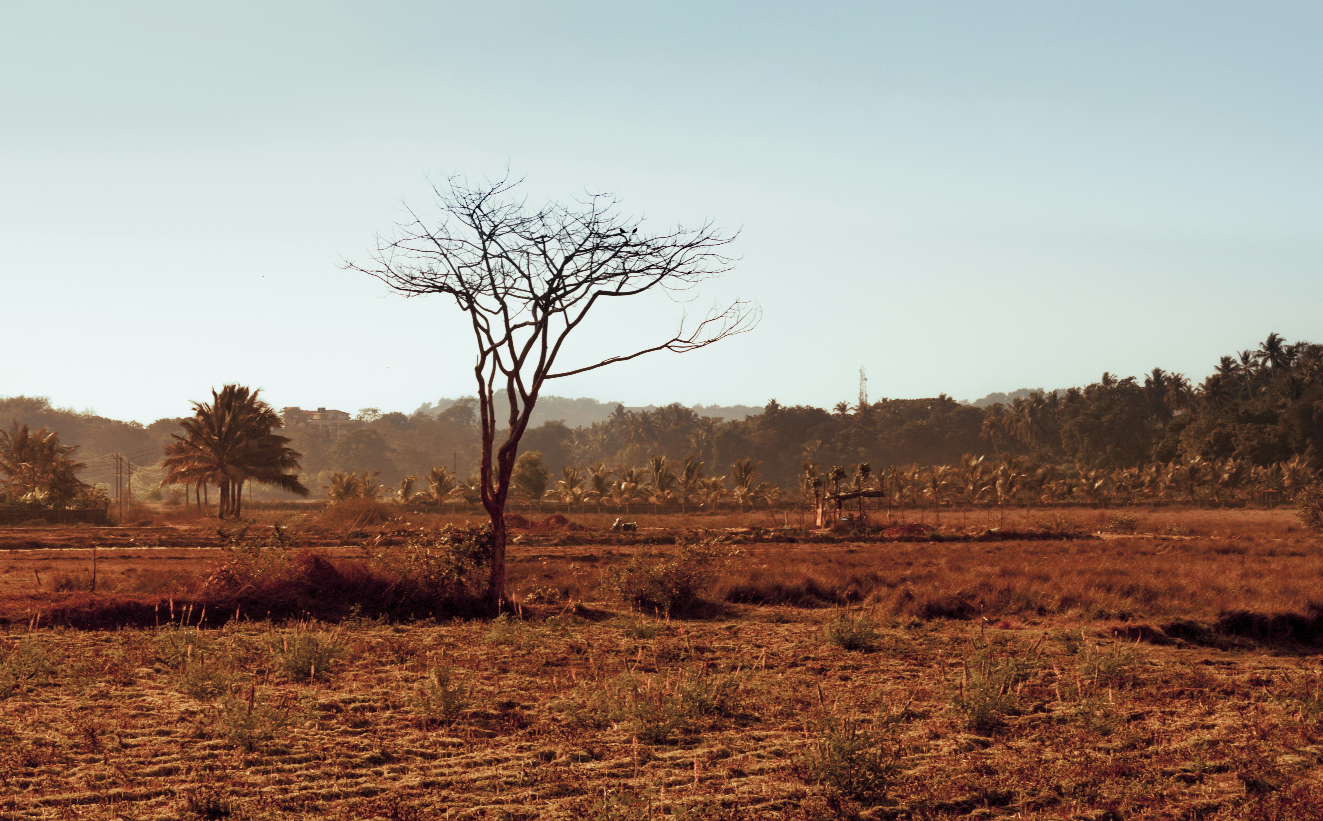A lone tree stands against a vast, open landscape, bathed in warm hues of the setting sun, with distant hills and palm trees framing the scene.