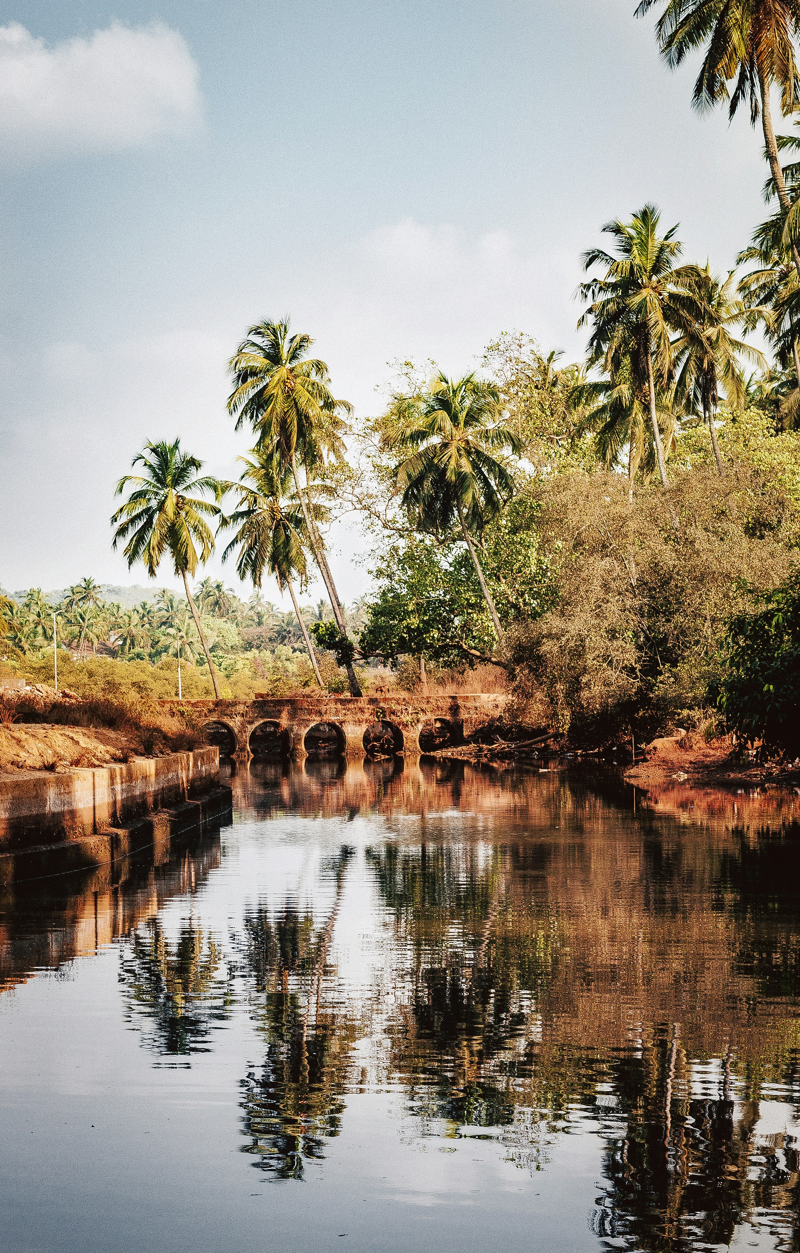 Lush palm trees and verdant foliage reflected in a serene waterway, showcasing the harmony of nature. A historical stone bridge adds a touch of rustic charm.
