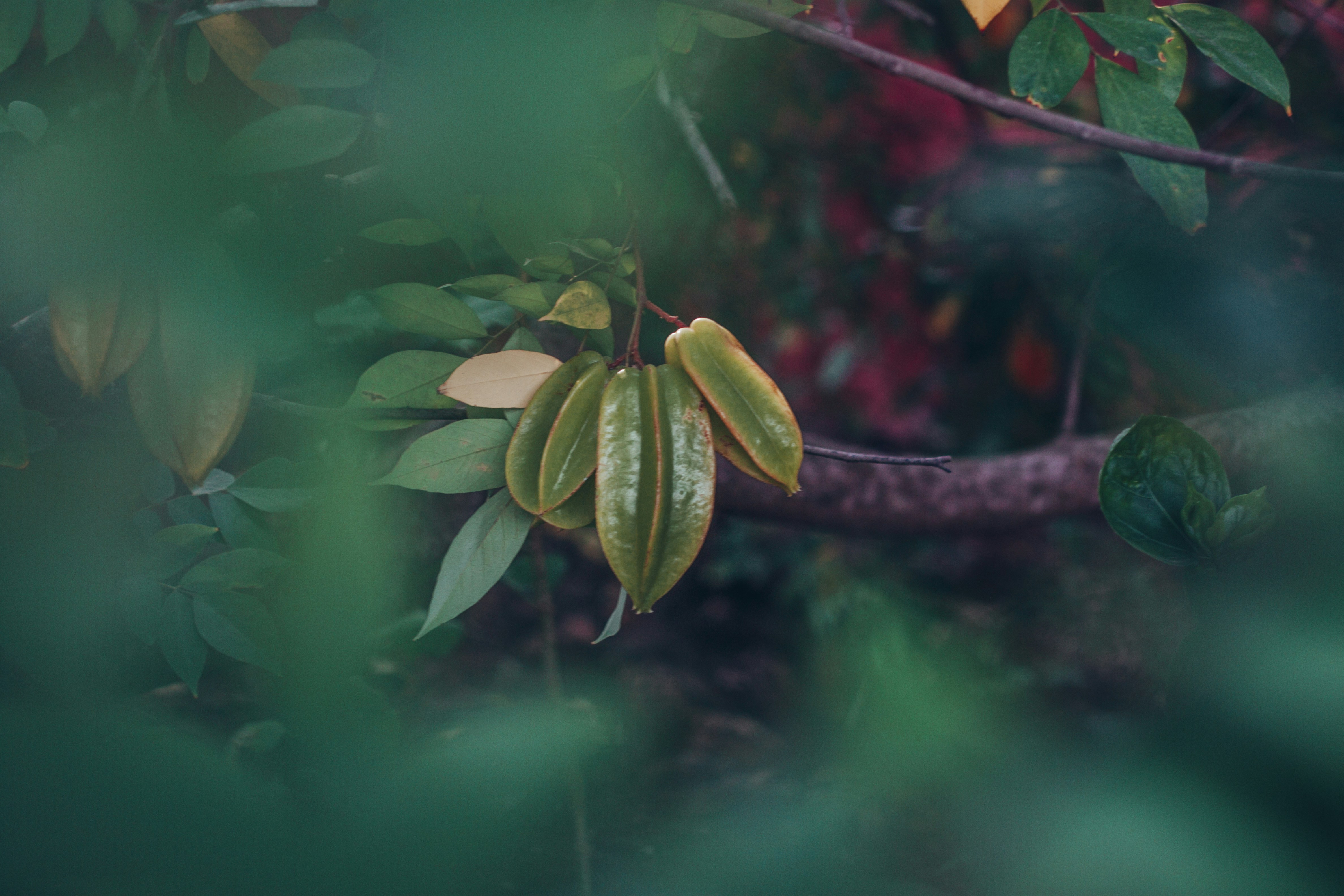 Veiled Foliage: A Quiet Green Moment in Focus