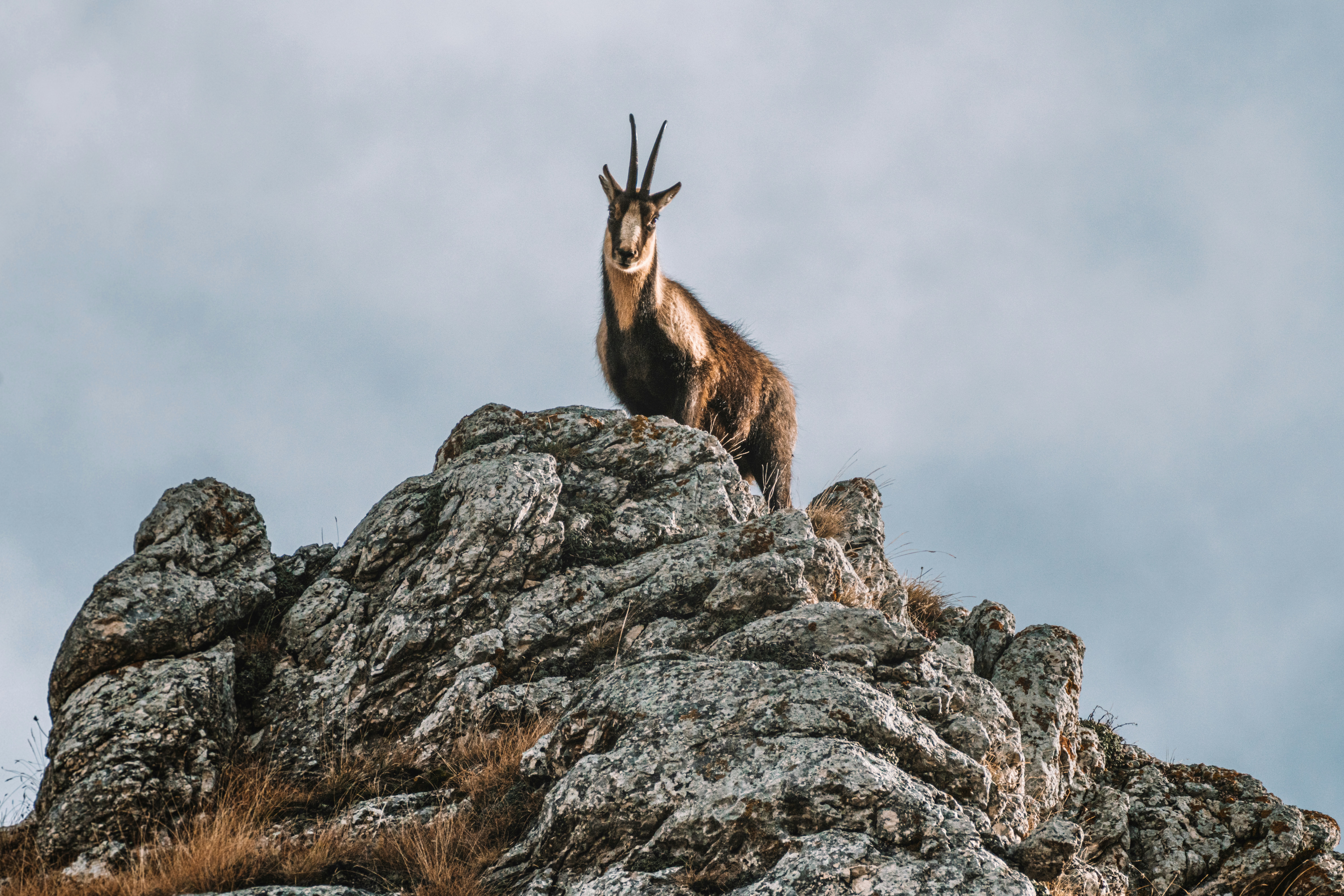 Chamois standing majestically atop a rocky outcrop against a cloudy sky.