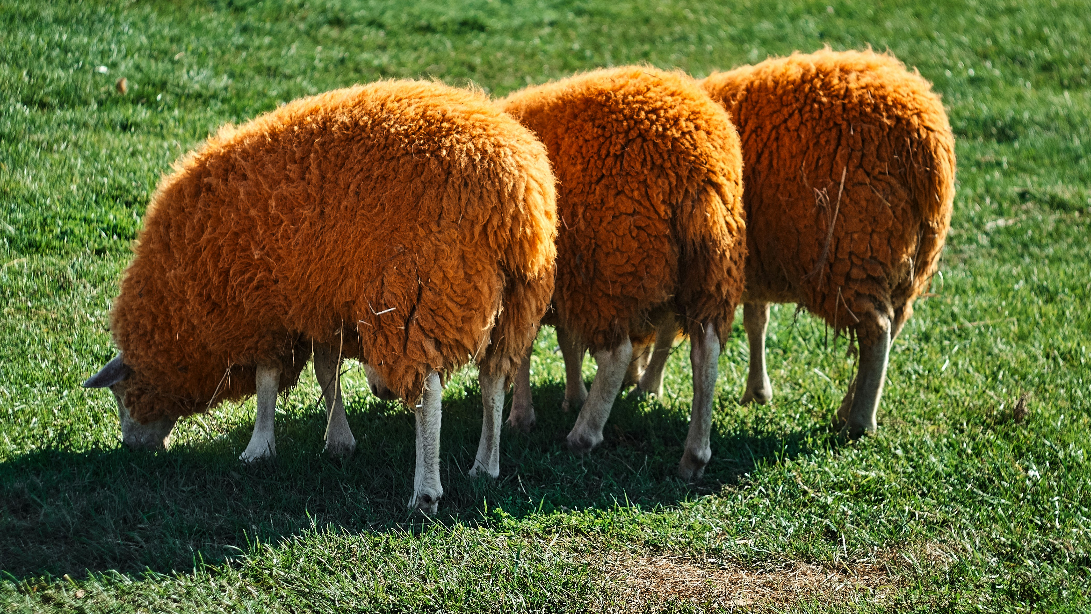 Brown sheep on green grass field during daytime photo – Free Animals ...