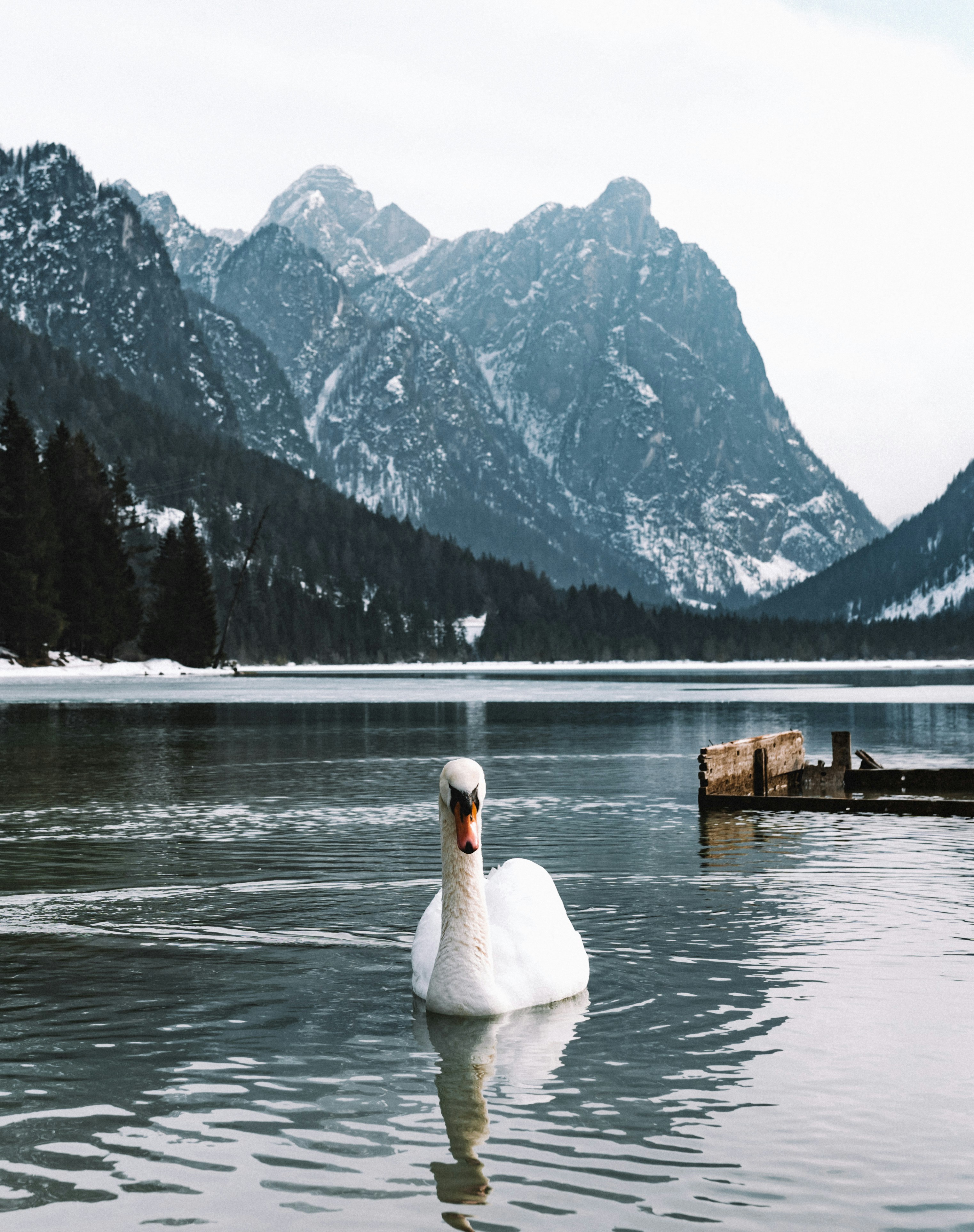 Swan on a Glassy Alpine Lake Framed by Snow-Dusted Peaks