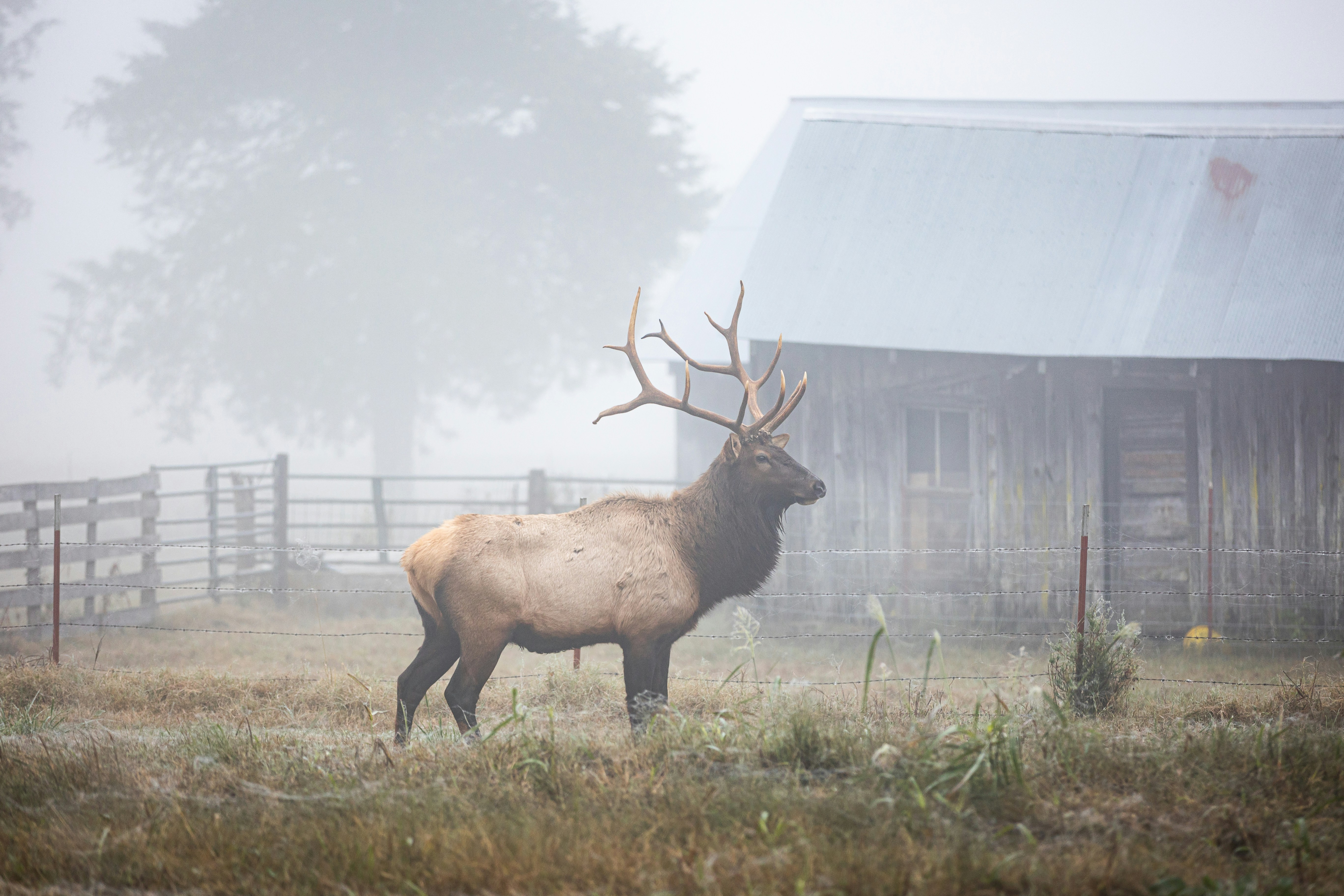 Mist-Soaked Stag at the Farm Gate