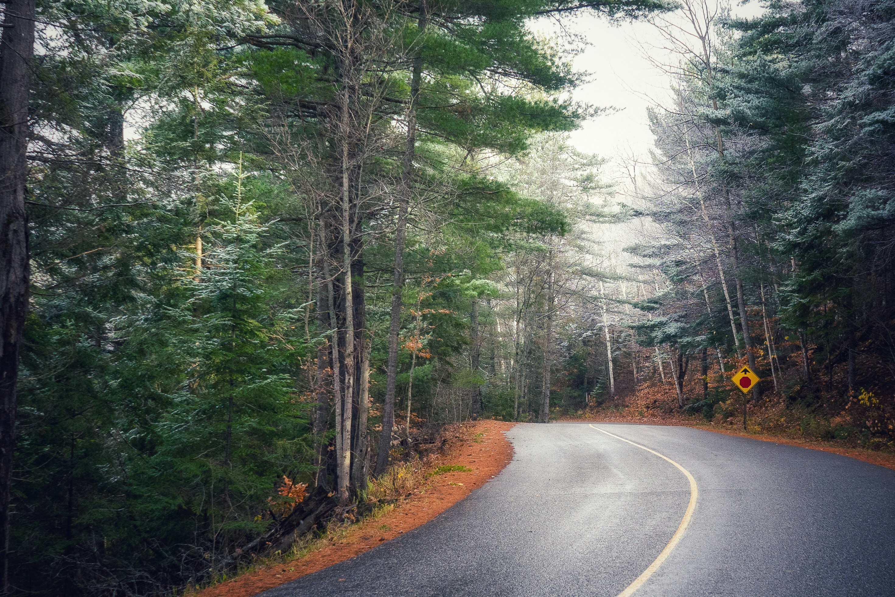 Winding road flanked by lush green trees on a cloudy day.