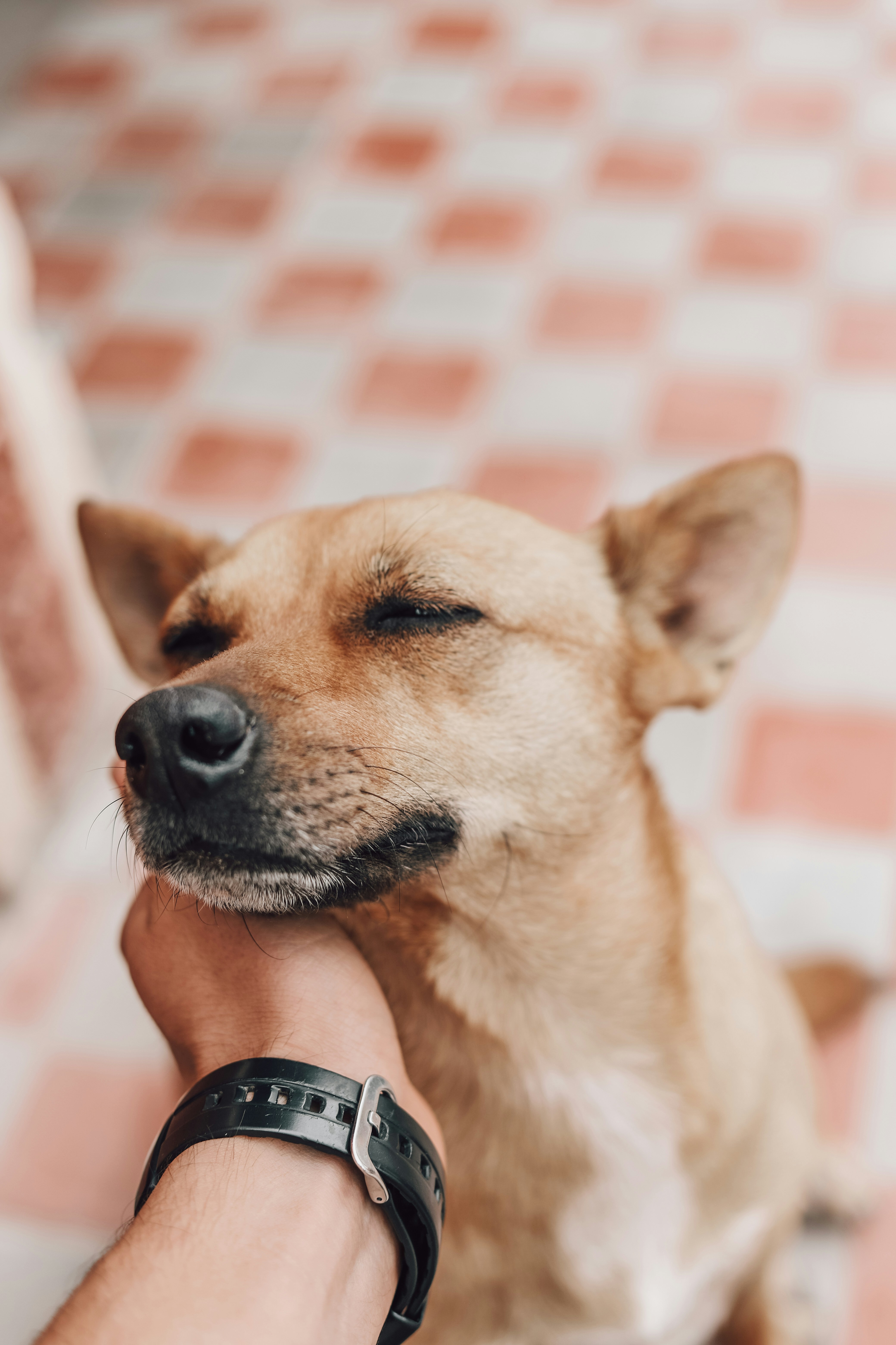 Gentle Credit to a Contented Canine: A Moment of Calm on a Red-Checkered Floor