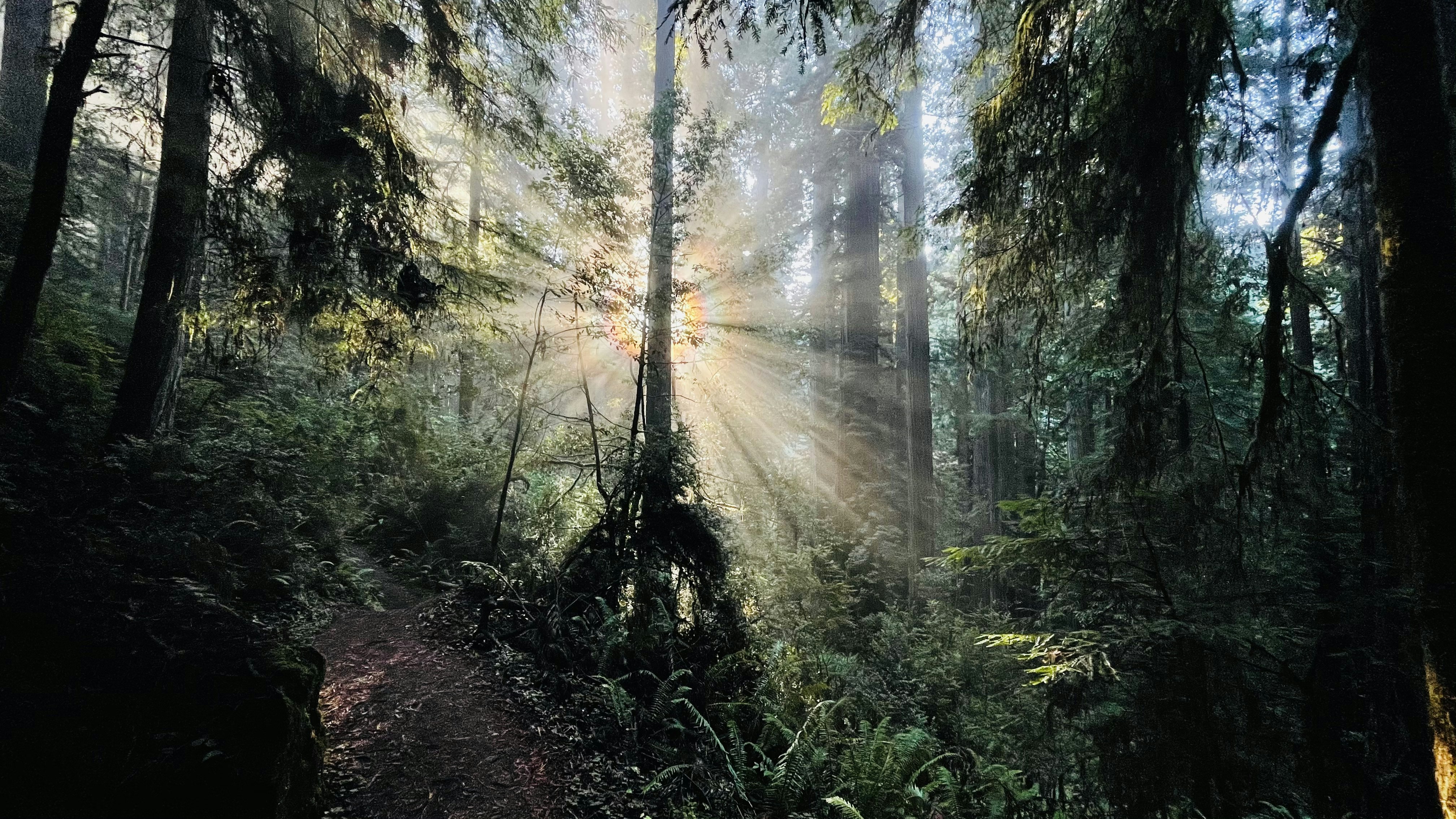 sun rays coming through trees