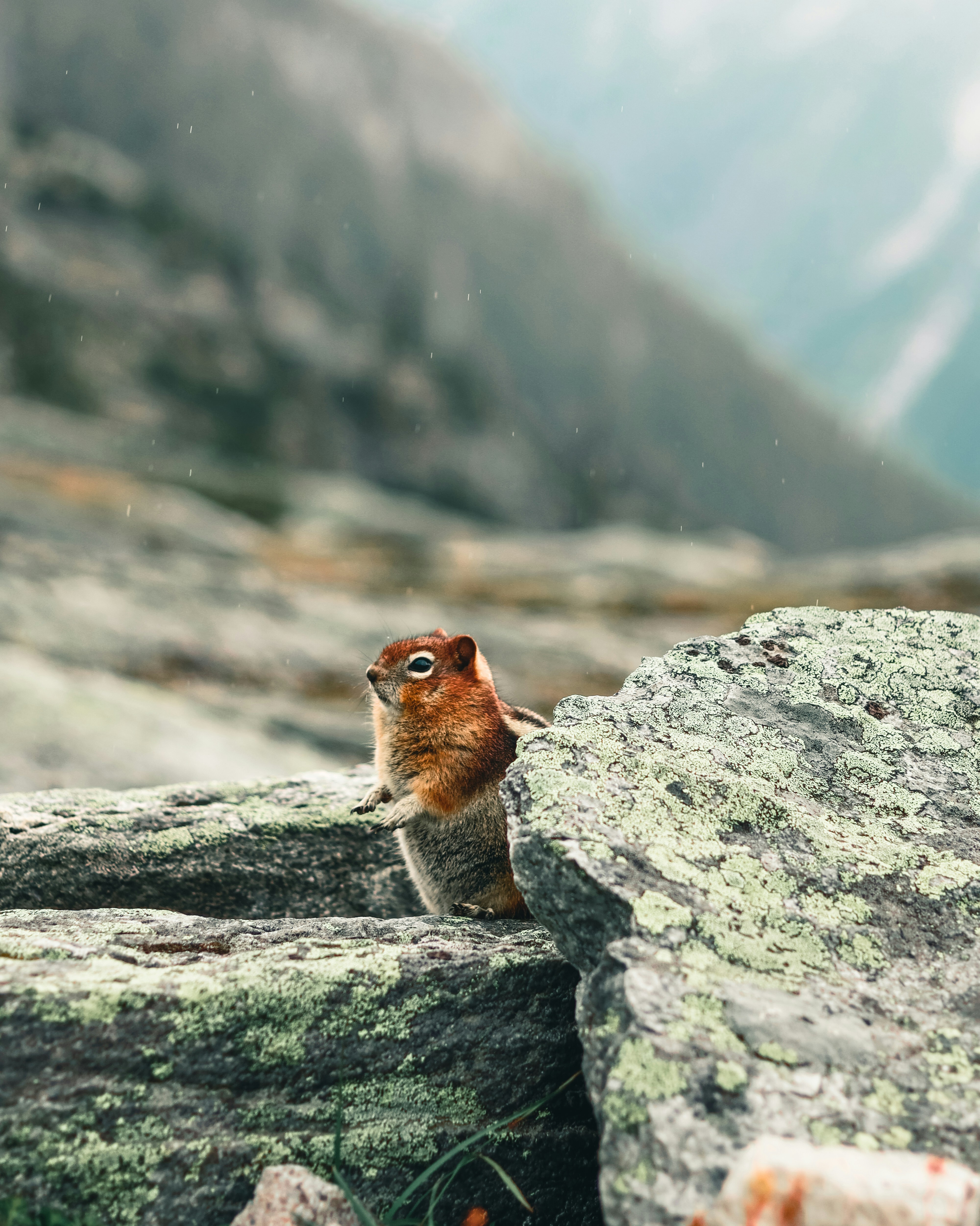 Alpine Watcher: Red Squirrel on Weathered Granite