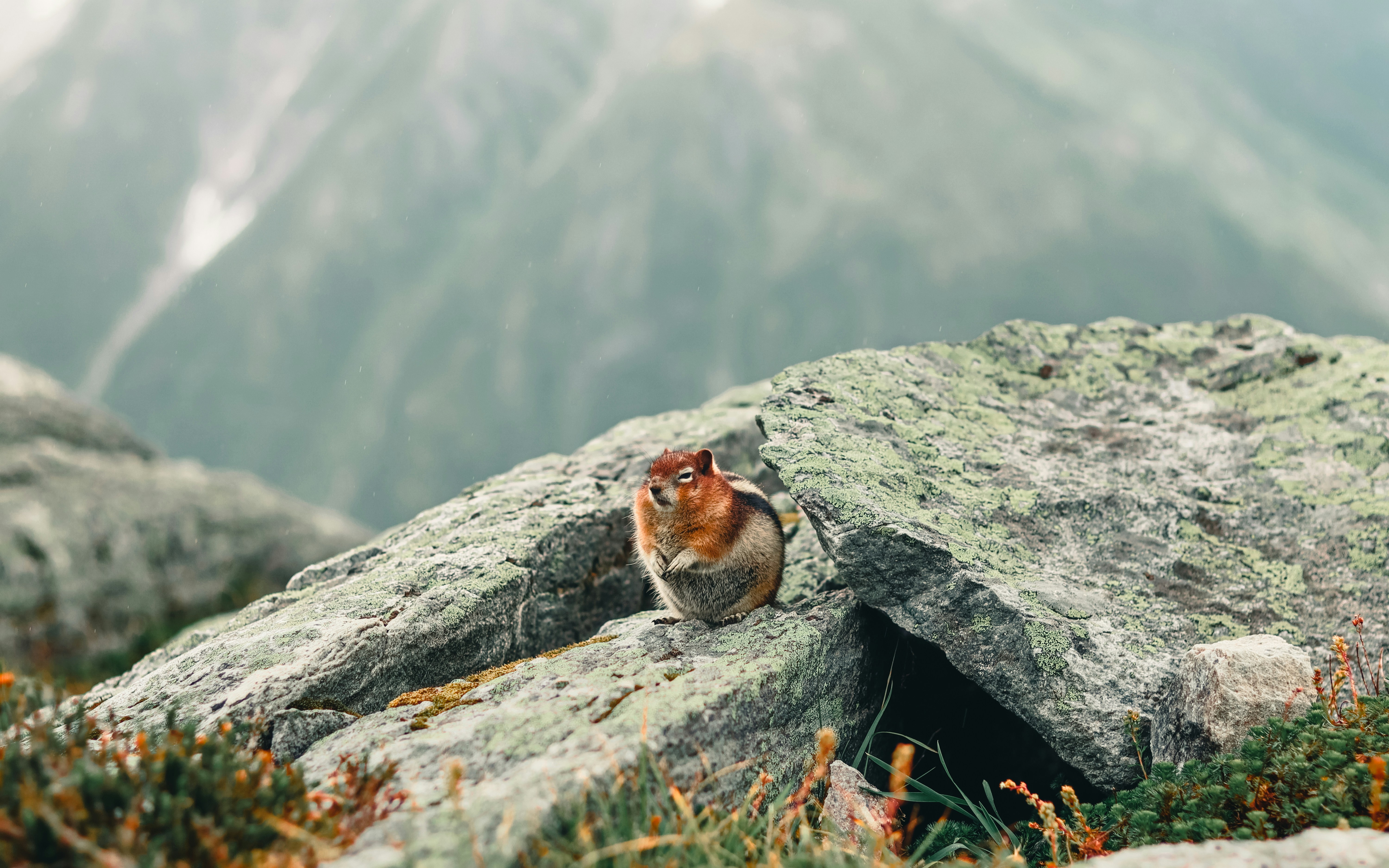 Vigil on Granite: Alpine Marmot Above a Shadowed Gorge