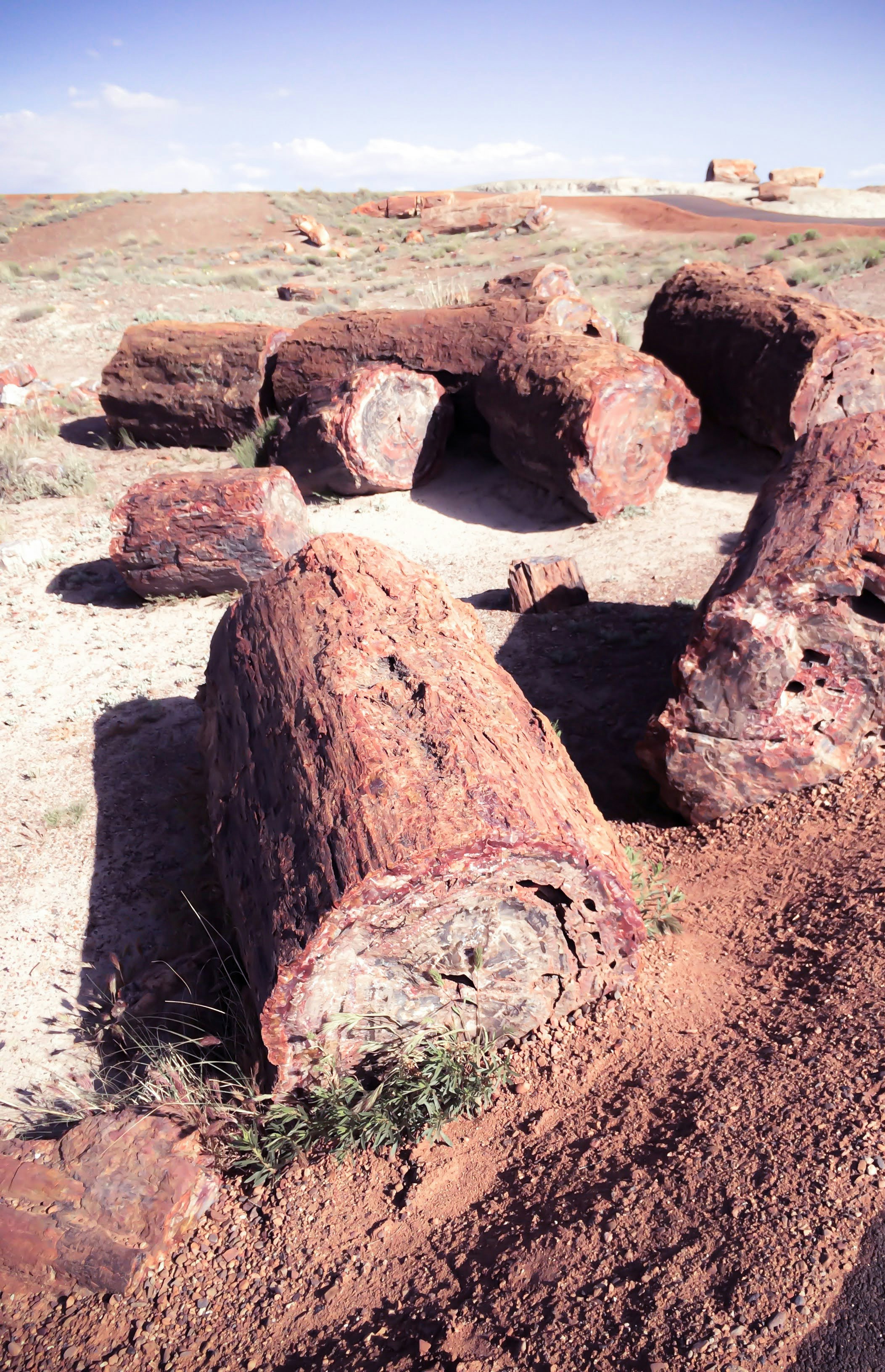 Redstone Echoes: Weathered Logs in a Desert Corridor