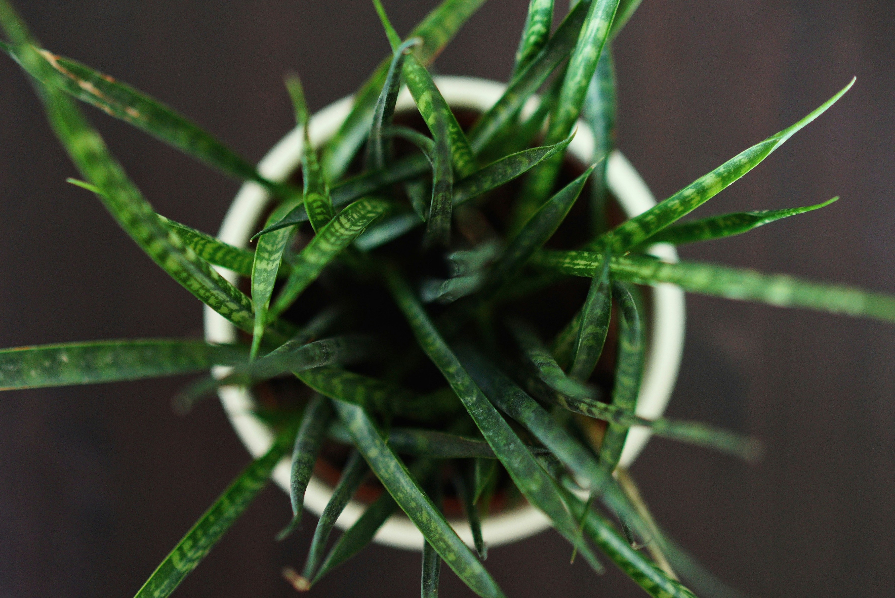 Emerald Rosette: Top-Down Portrait of a Spiky Succulent in a White Pot