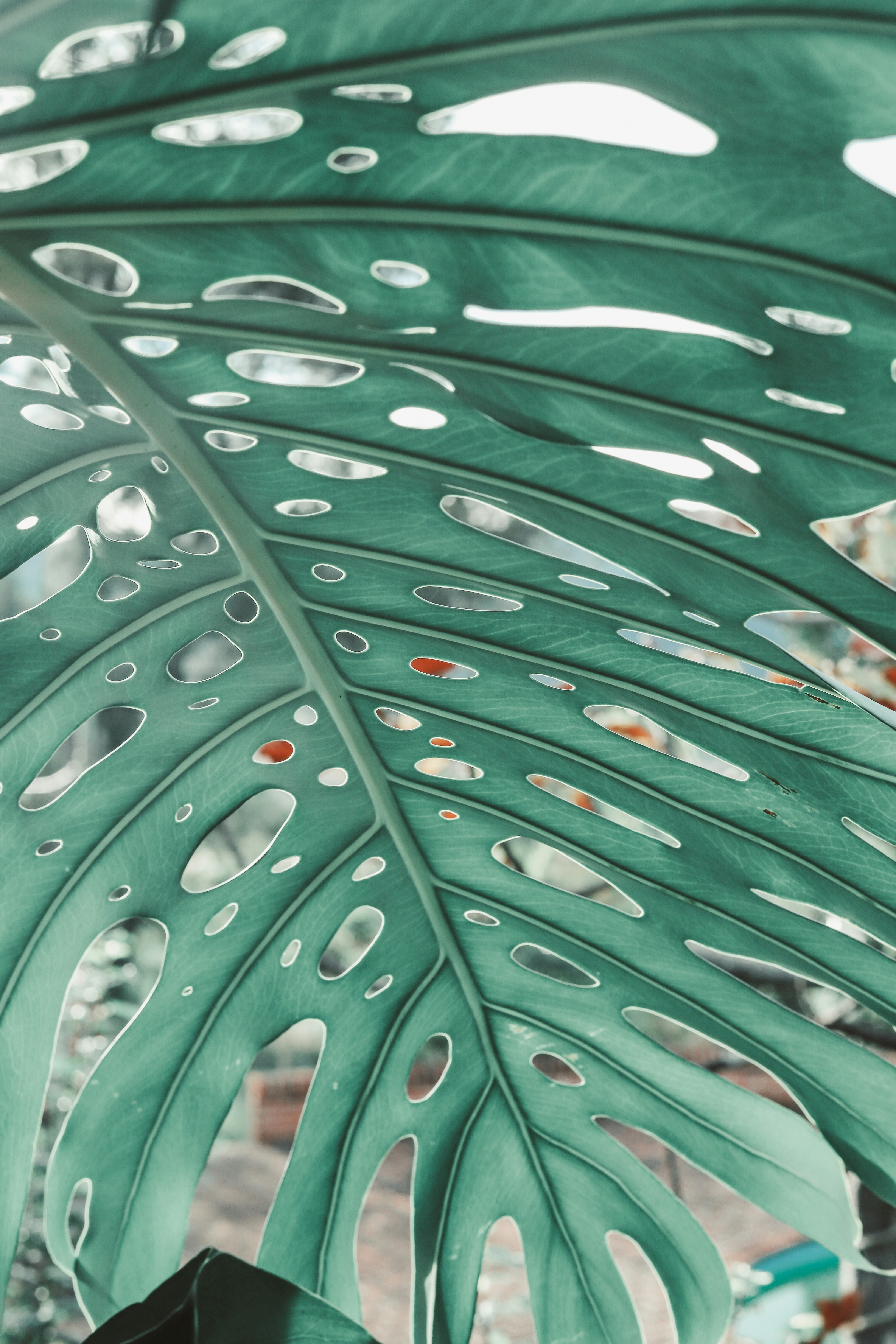 Dew-veiled Monstera: emerald leaf with rain-kissed perforations