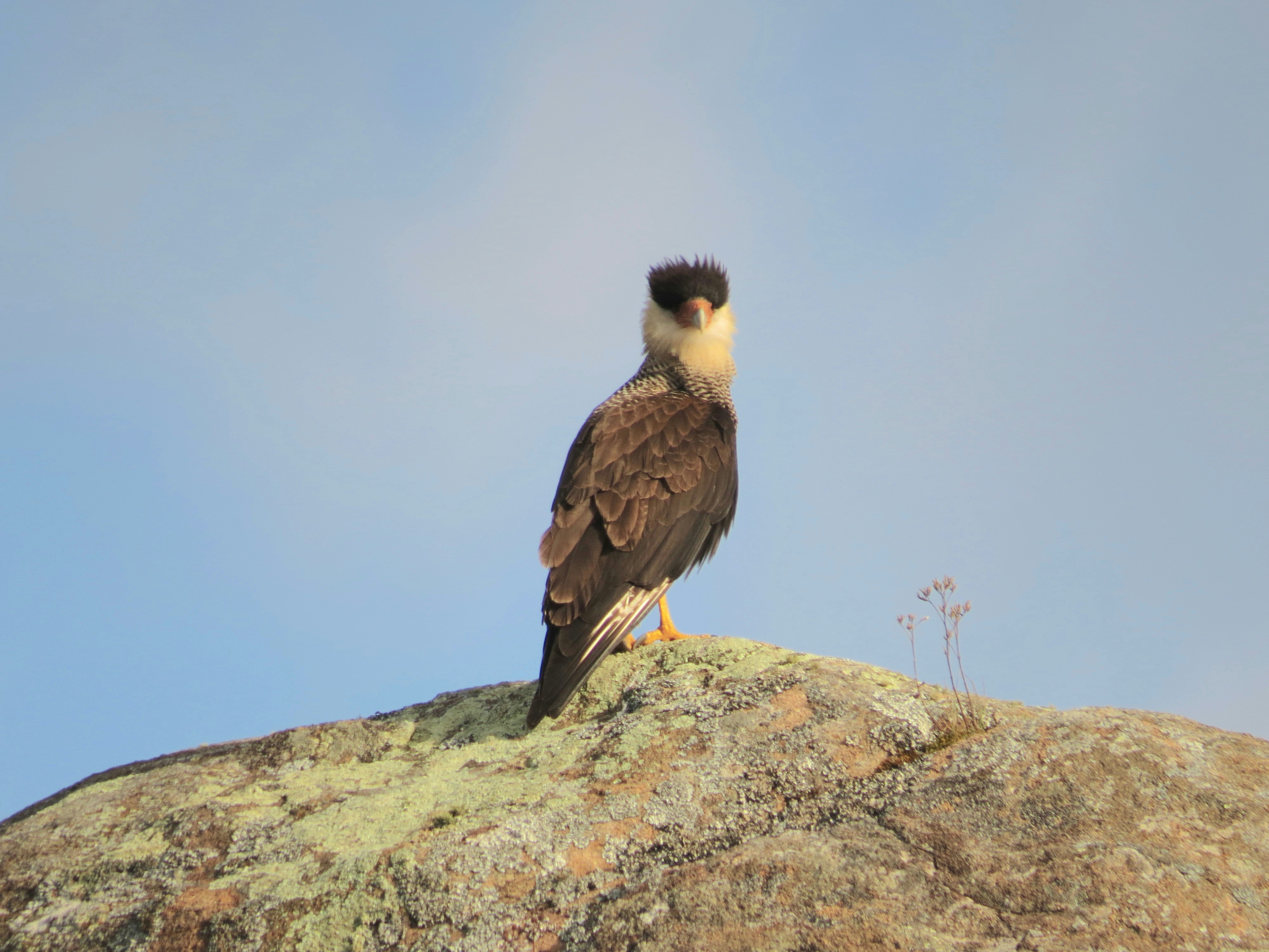 Perched on a Weathered Summit: A Horned Crow Observes the Horizon