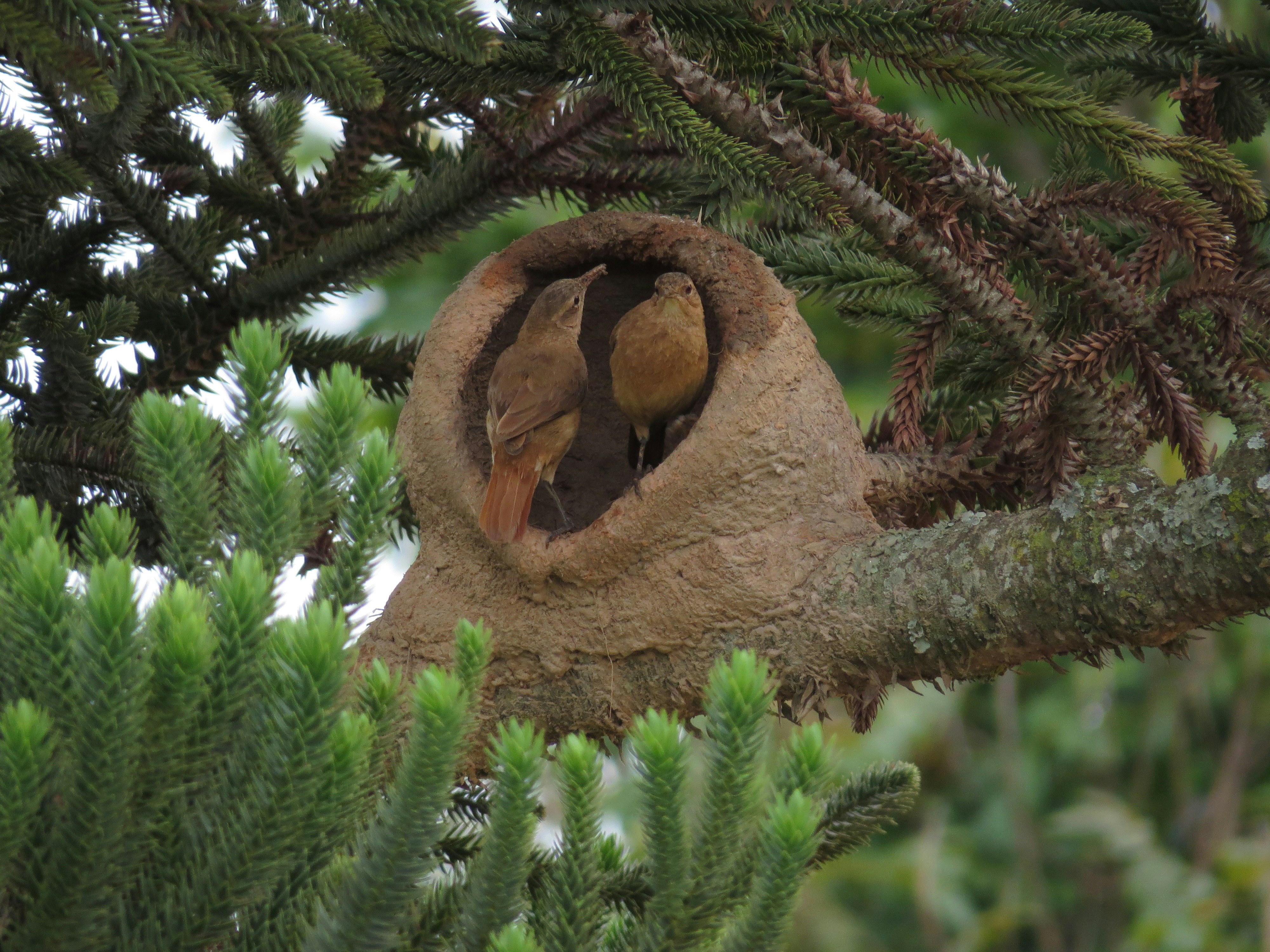 Architects of Nature: Clay Nest in Evergreen Canopy
