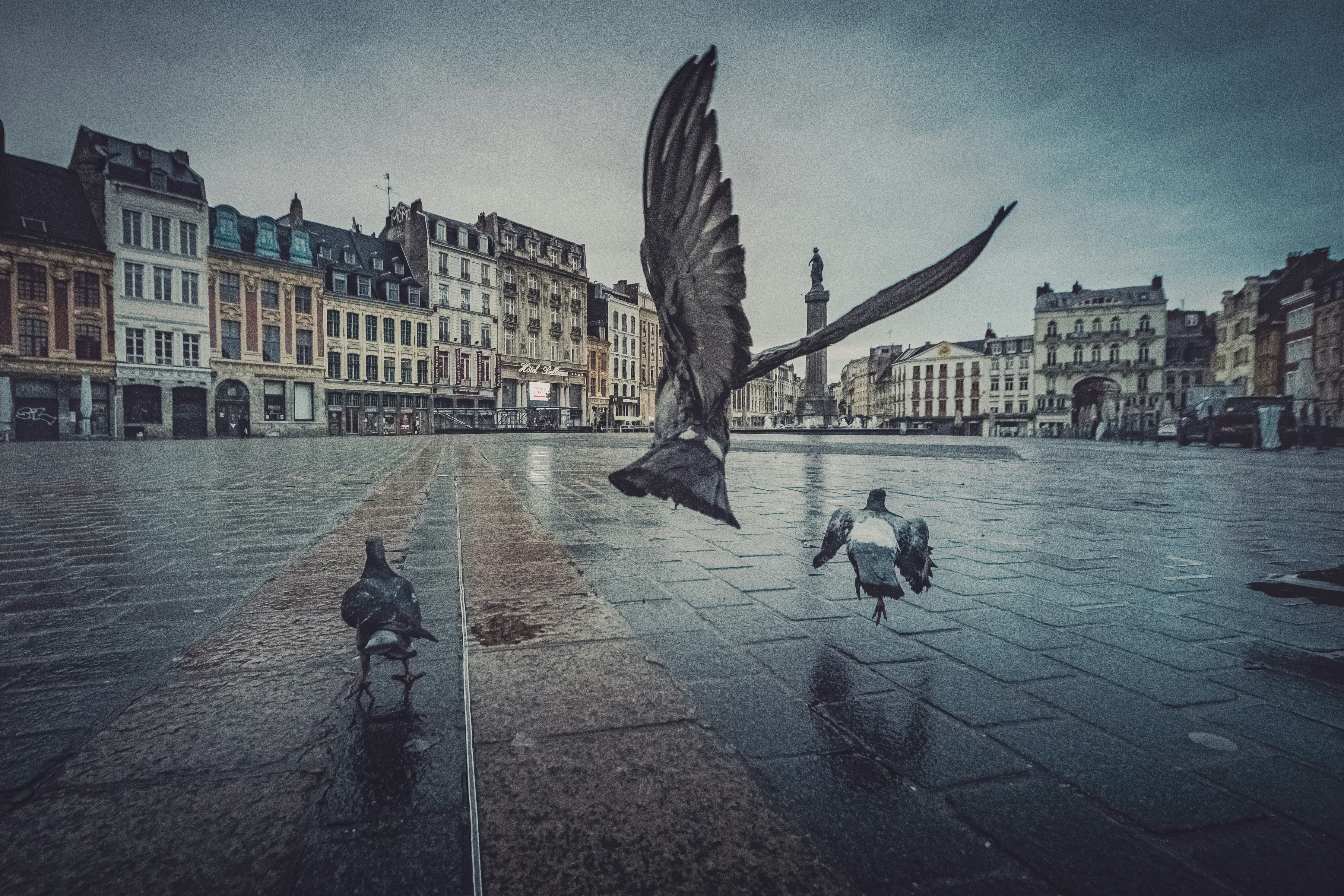 Wingbeat Over a Rain-Washed European Square