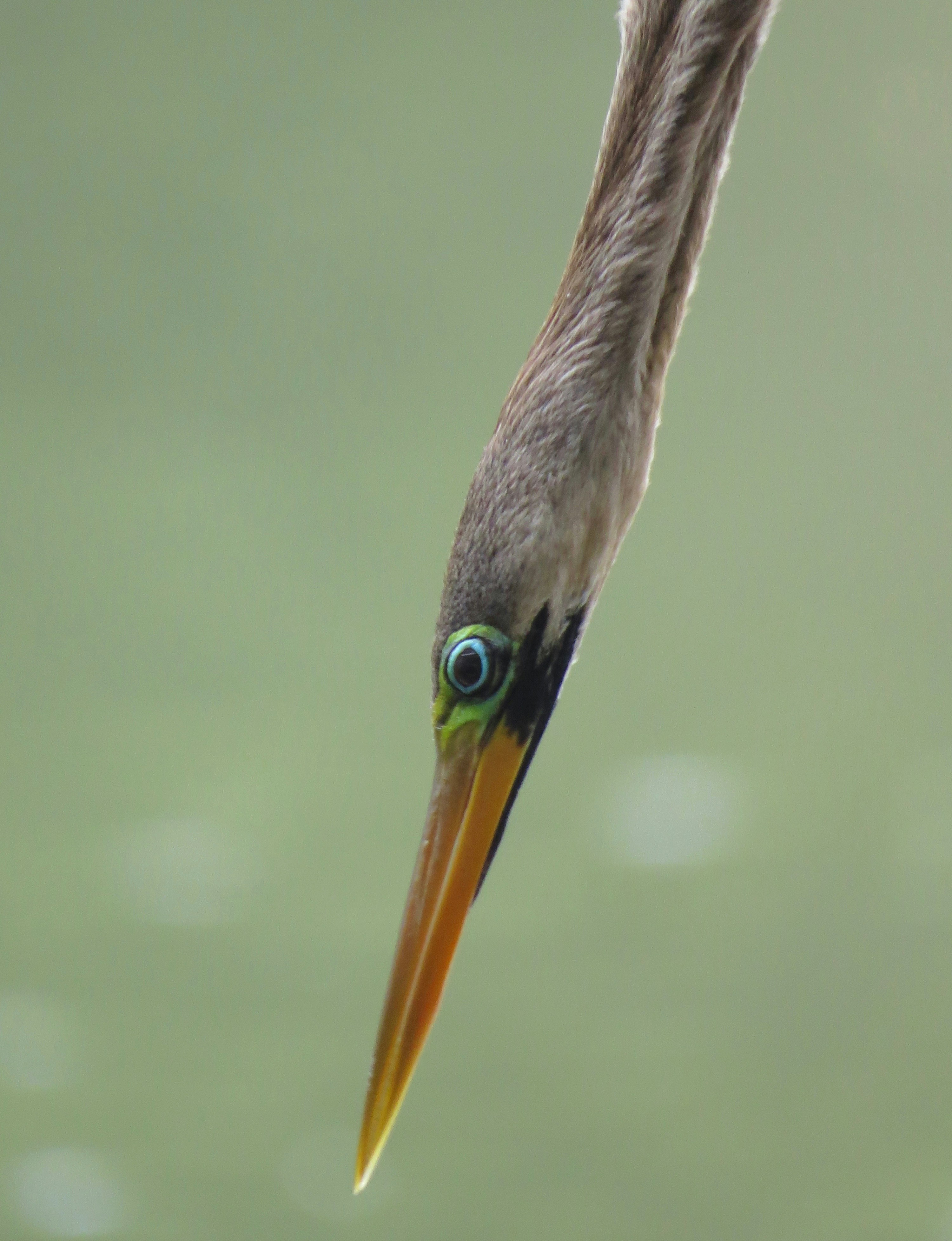 Such a long neck